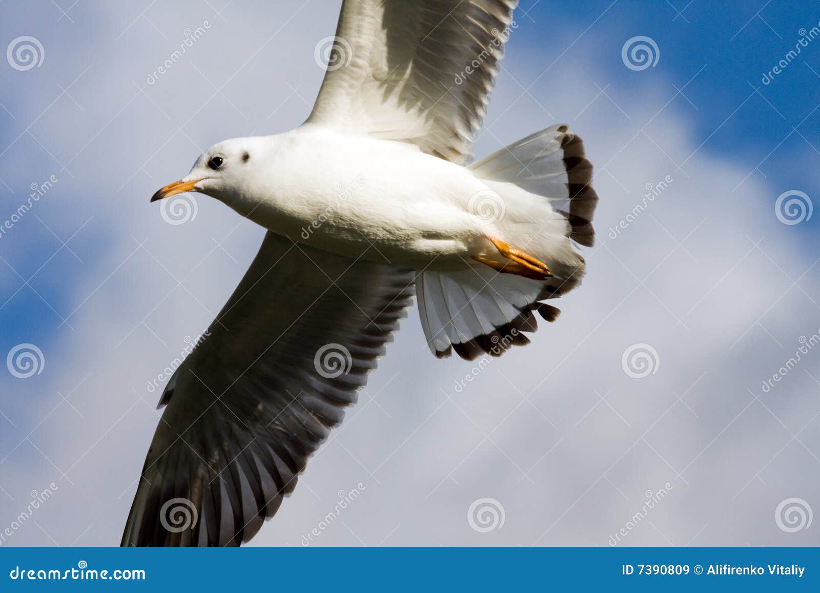 Flying gull stock image. Image of seabird, journey, gull - 7390809