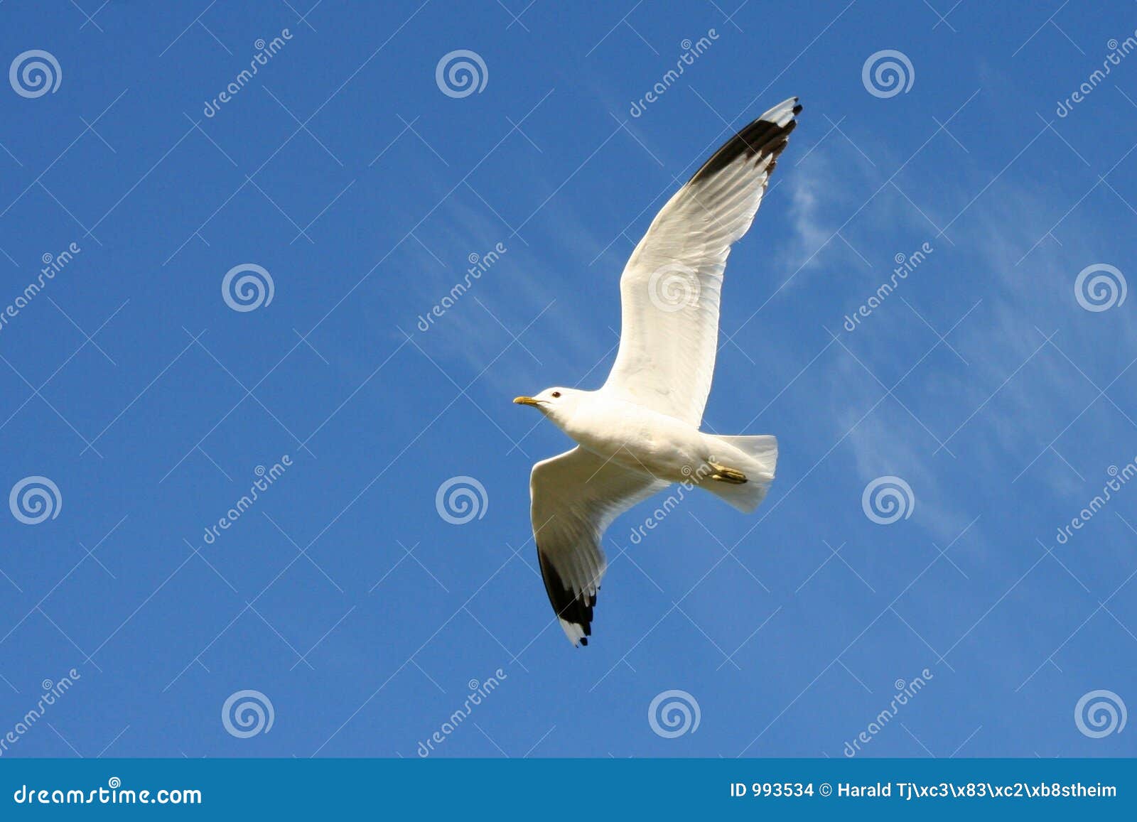Flying gull stock photo. Image of water, bird, nature, outdoor - 993534