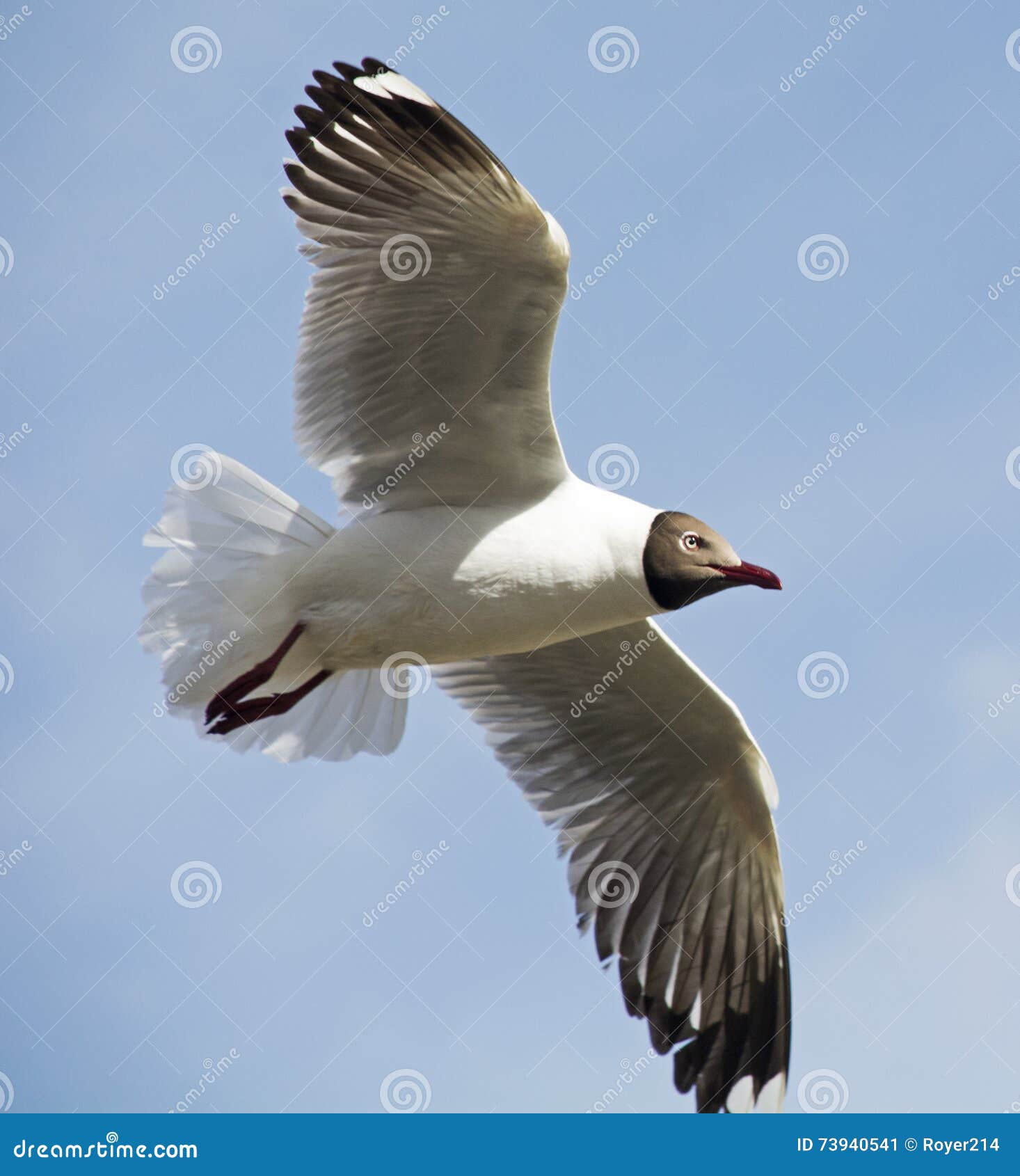 Flying Gull stock image. Image of clouds, nature, white - 73940541