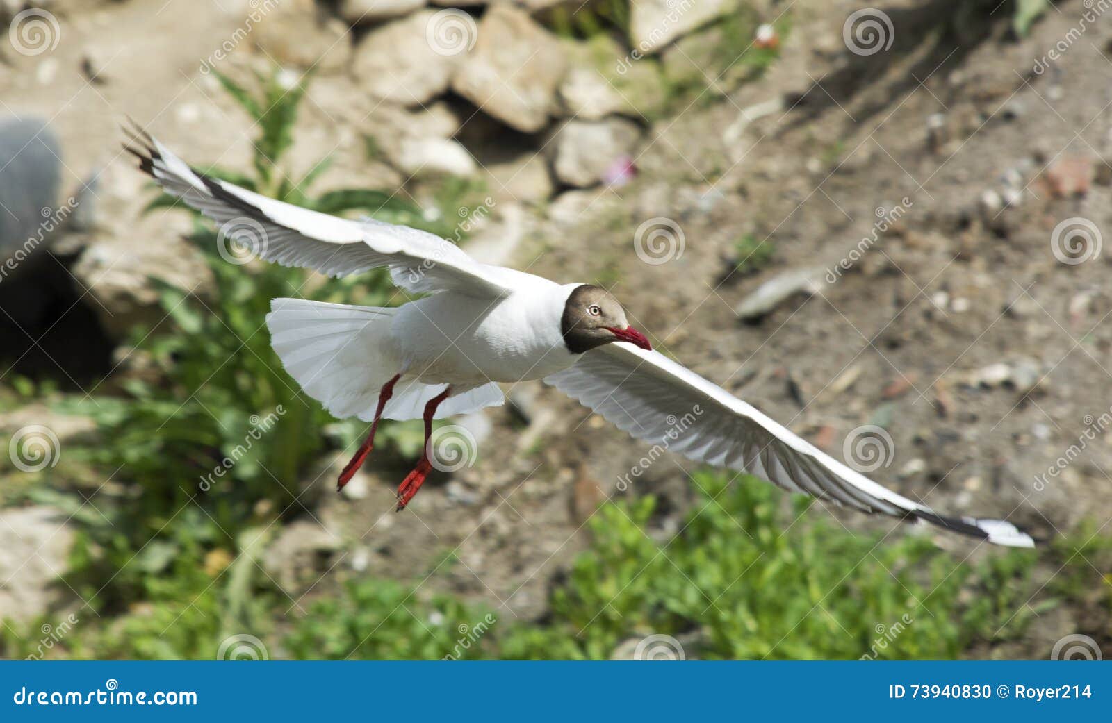 Flying Gull stock photo. Image of shorebird, clear, freedom - 73940830