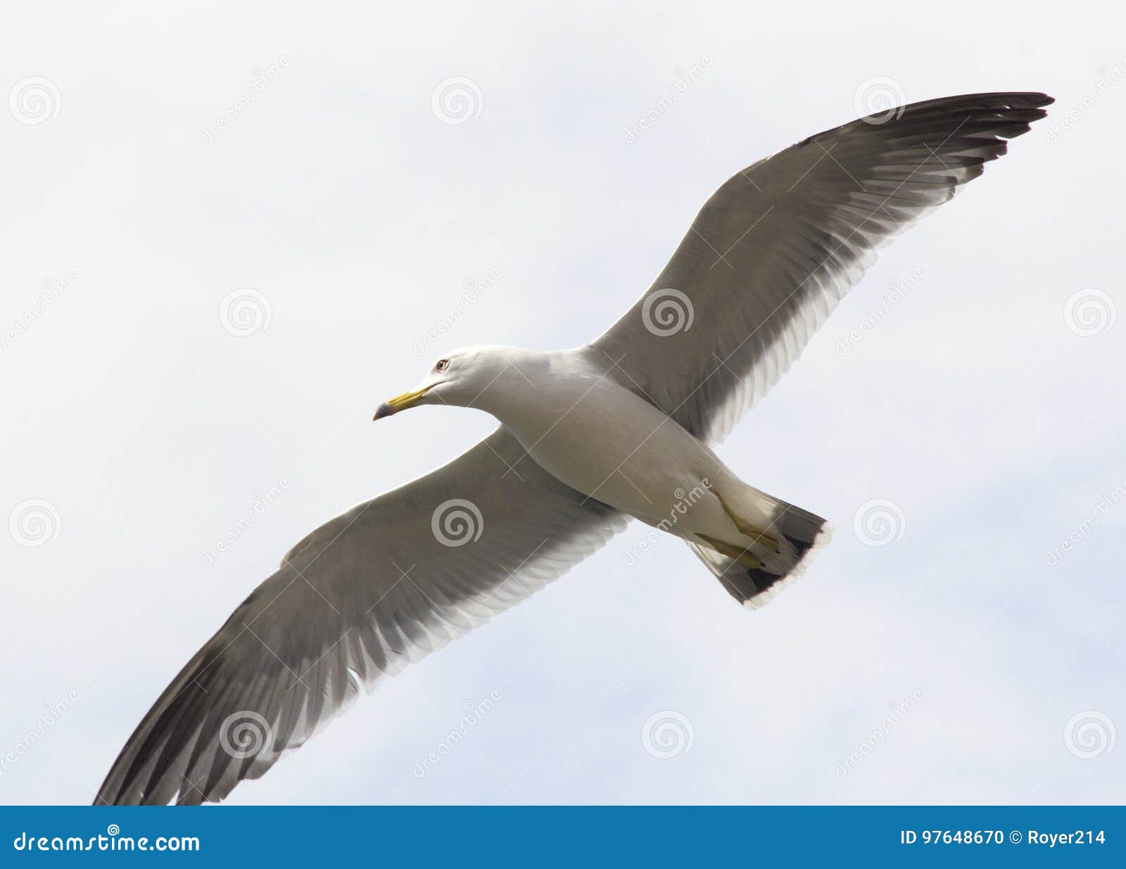 Flying Gull stock photo. Image of wilderness, sunshine - 97648670