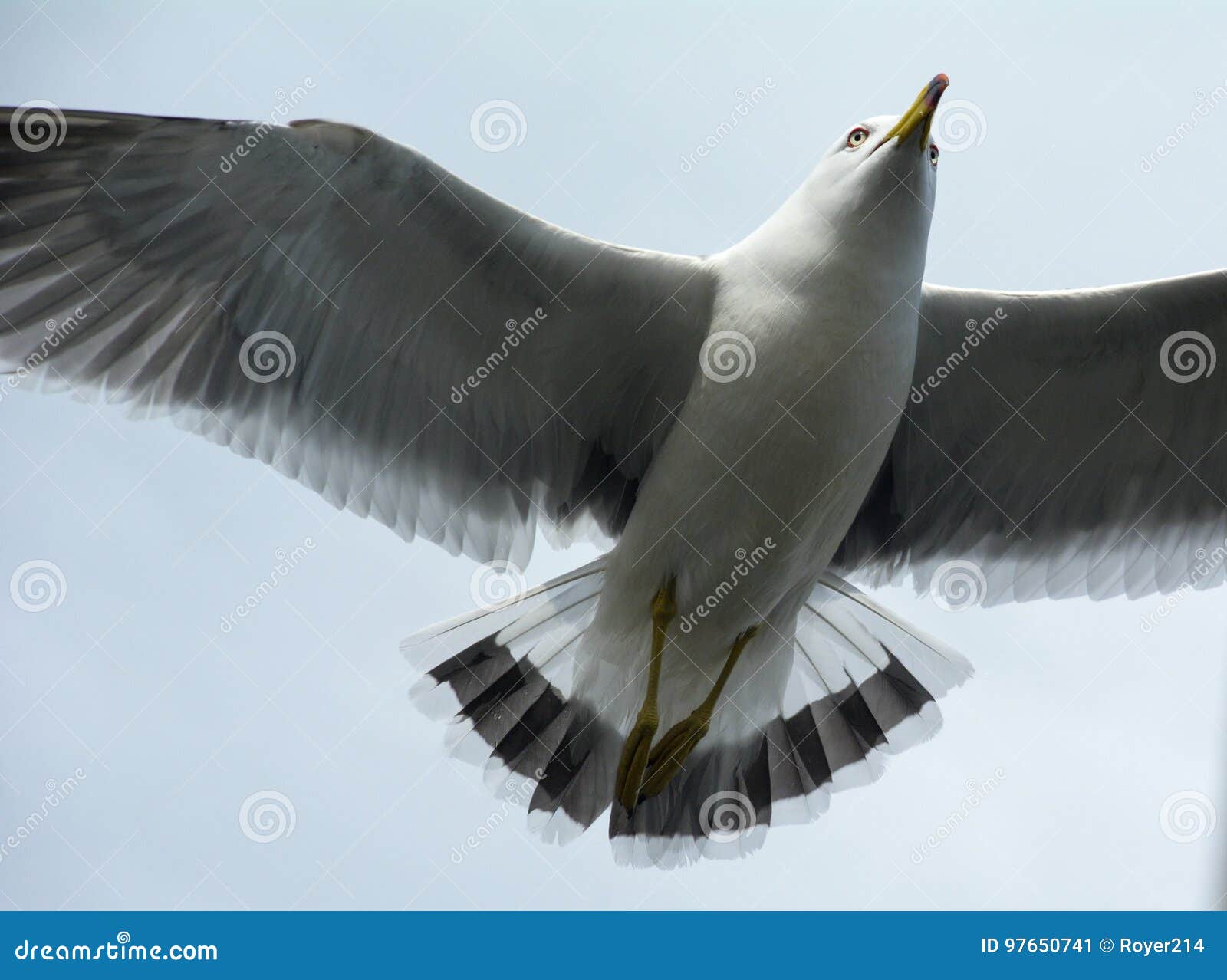 Flying Gull stock image. Image of seagull, wilderness - 97650741