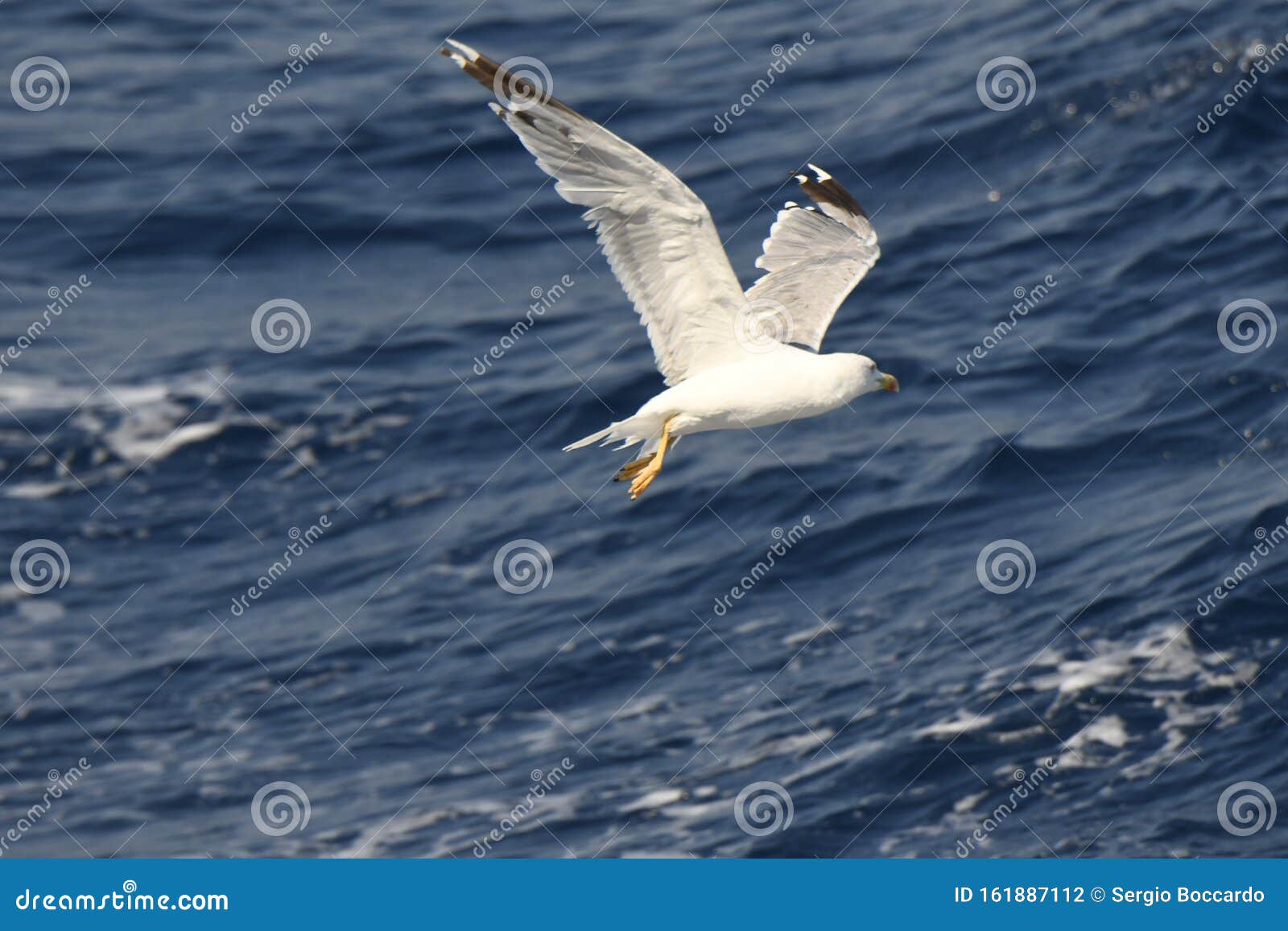 Flying gull in Greece stock photo. Image of wing, greece - 161887112