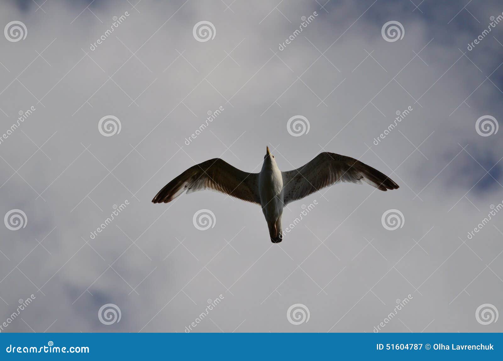 Flying gull stock image. Image of argentatus, transparent - 51604787