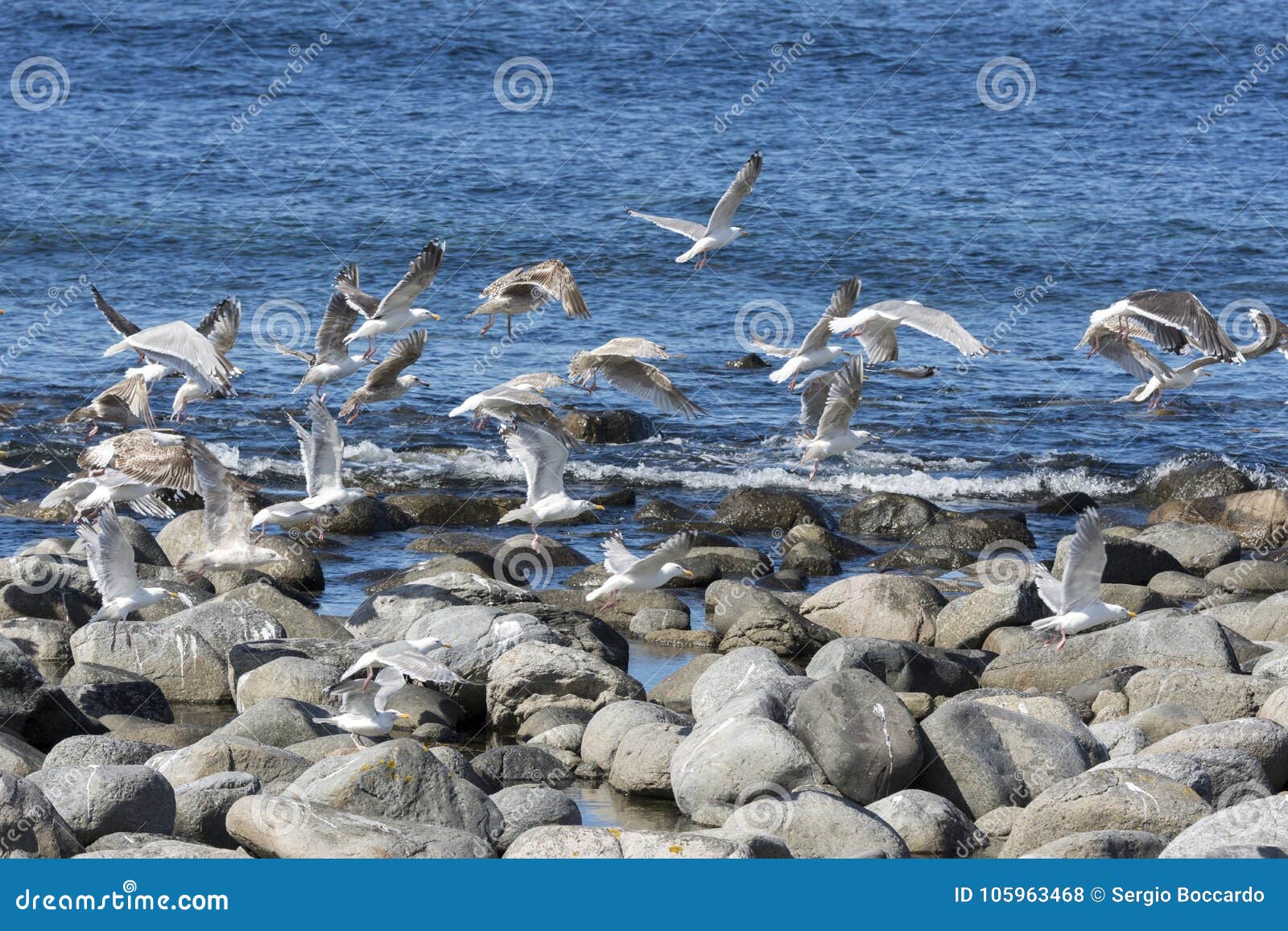 Flying gull in Norway stock photo. Image of norway, beak - 105963468
