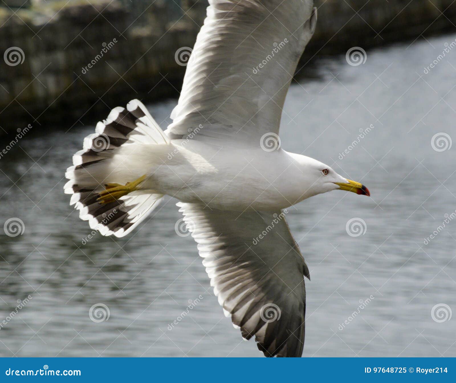 Flying Gull stock image. Image of shorebird, soaring - 97648725