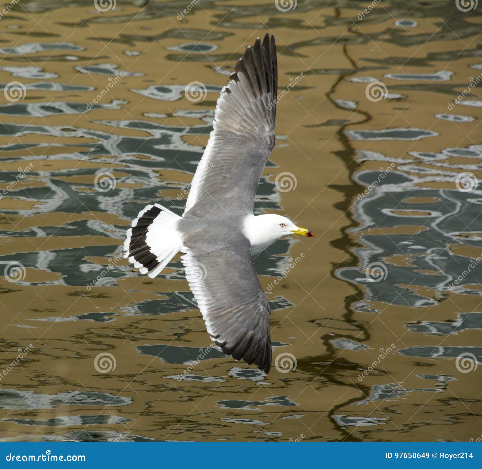 Flying Gull stock image. Image of clouds, clear, wild - 97650649