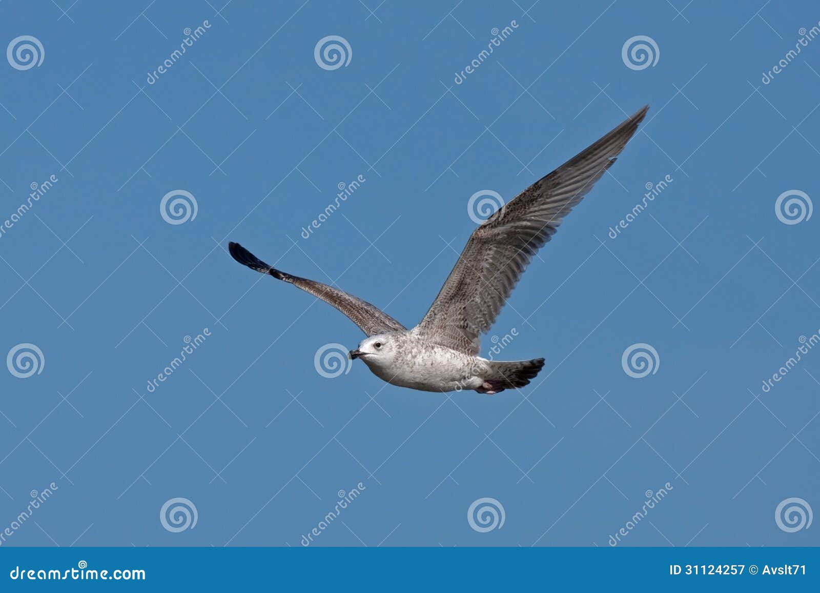 Flying gull stock image. Image of ornithology, height - 31124257
