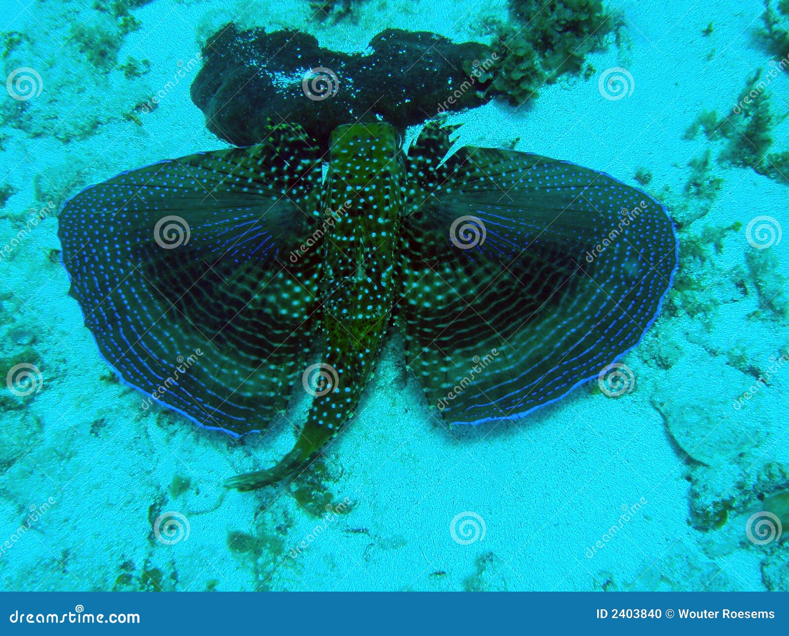 Flying gurnard stock photo. Image of scuba, dive, coral - 2403840
