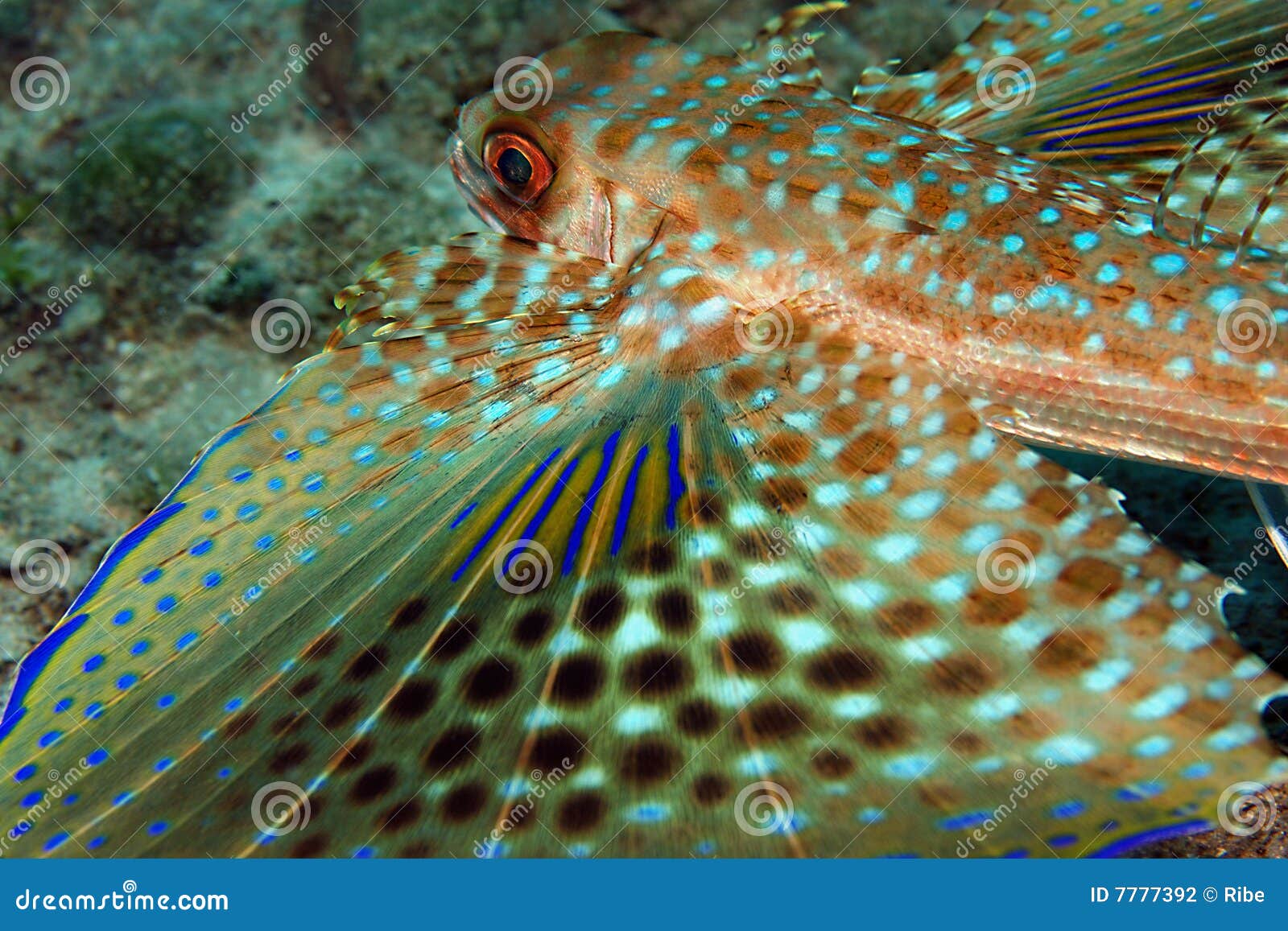 Flying Gurnard stock photo. Image of environment, reef - 7777392
