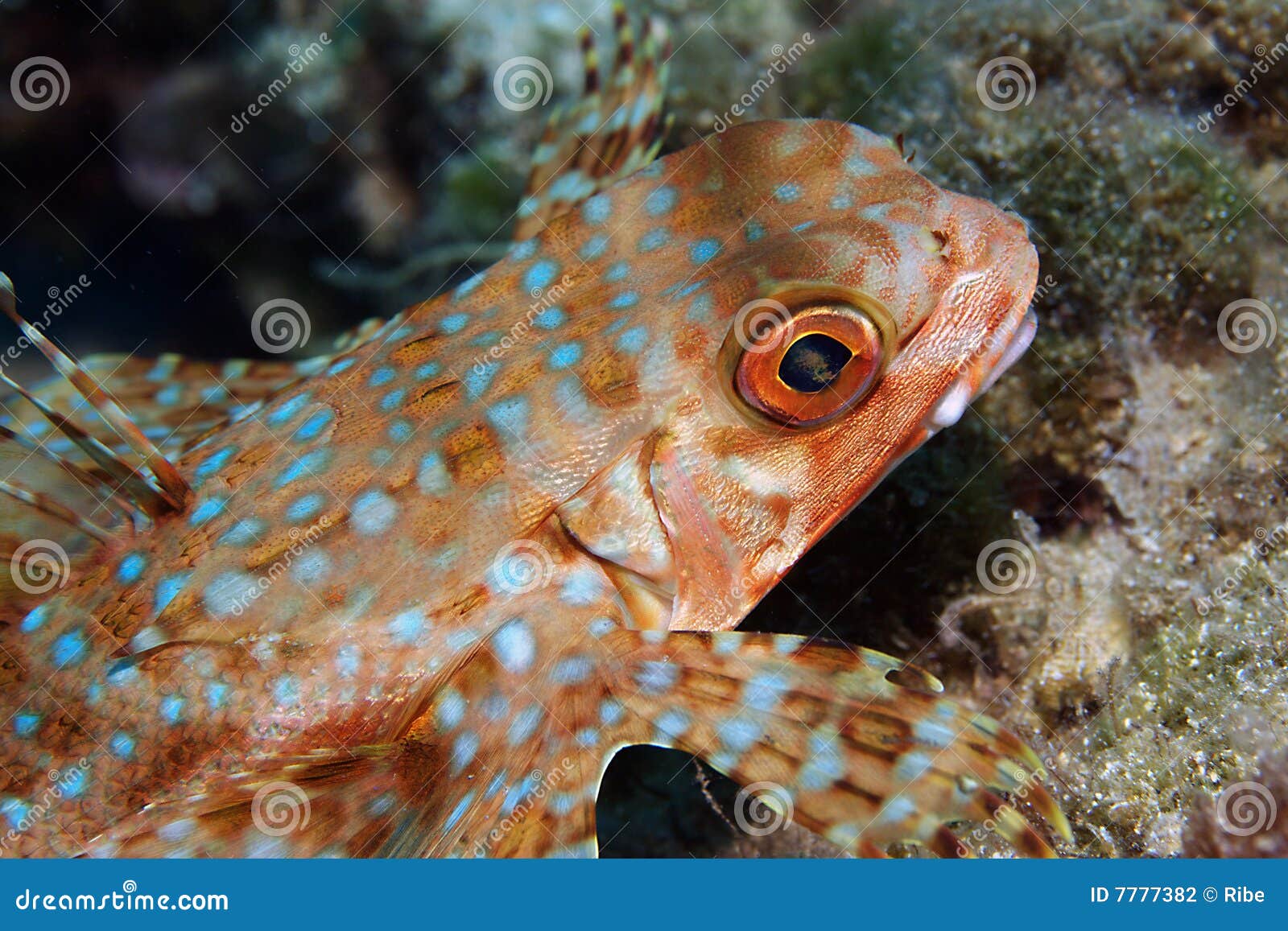 Flying Gurnard Macro stock photo. Image of ocean, closeup - 7777382
