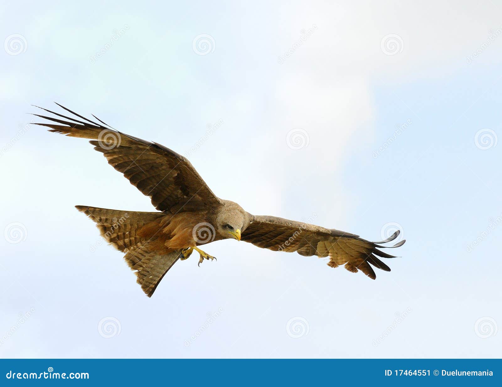 Flying Hawk stock image. Image of africa, brown, black - 17464551
