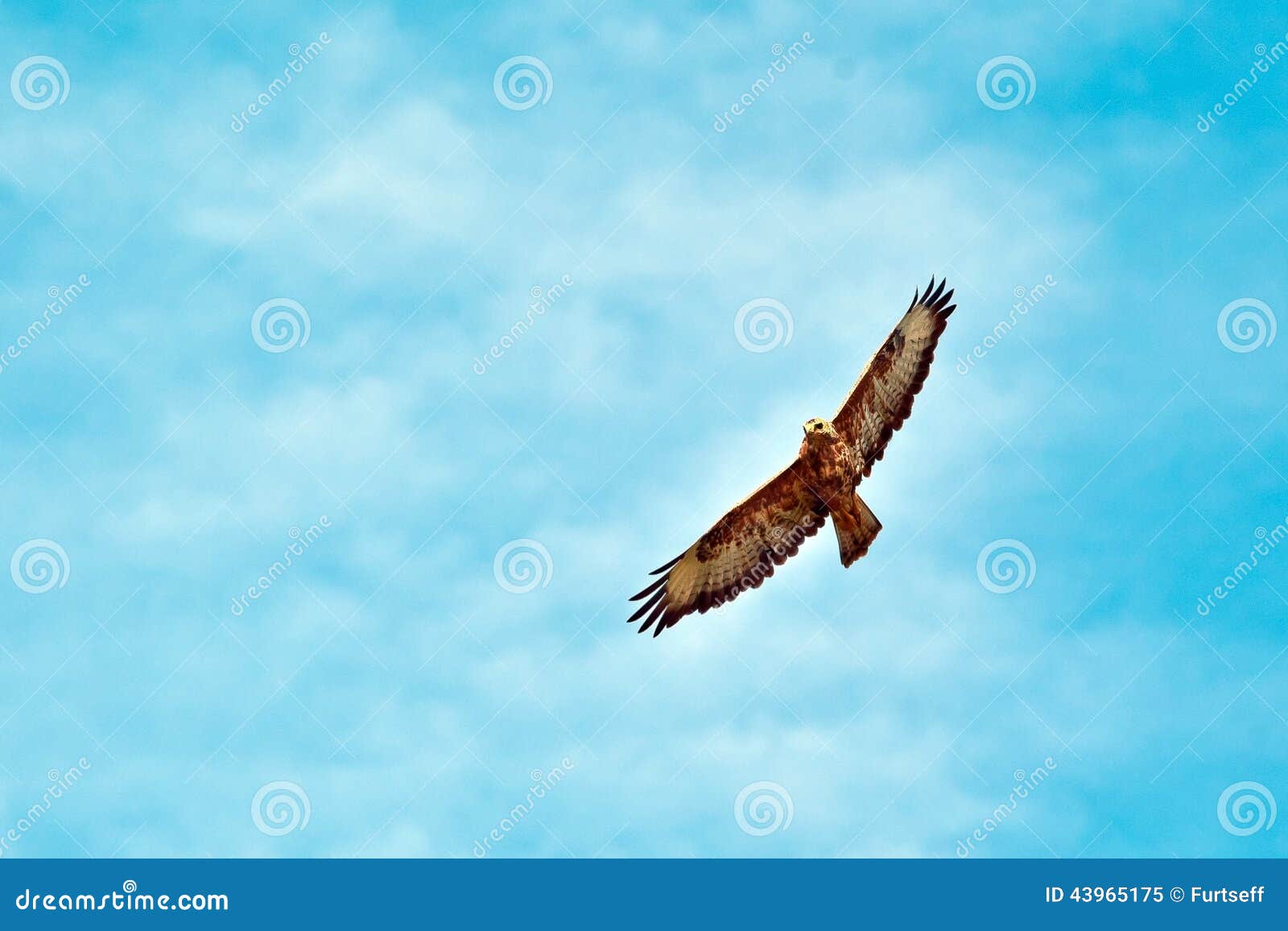 Flying hawk stock image. Image of space, majestic, falcon - 43965175
