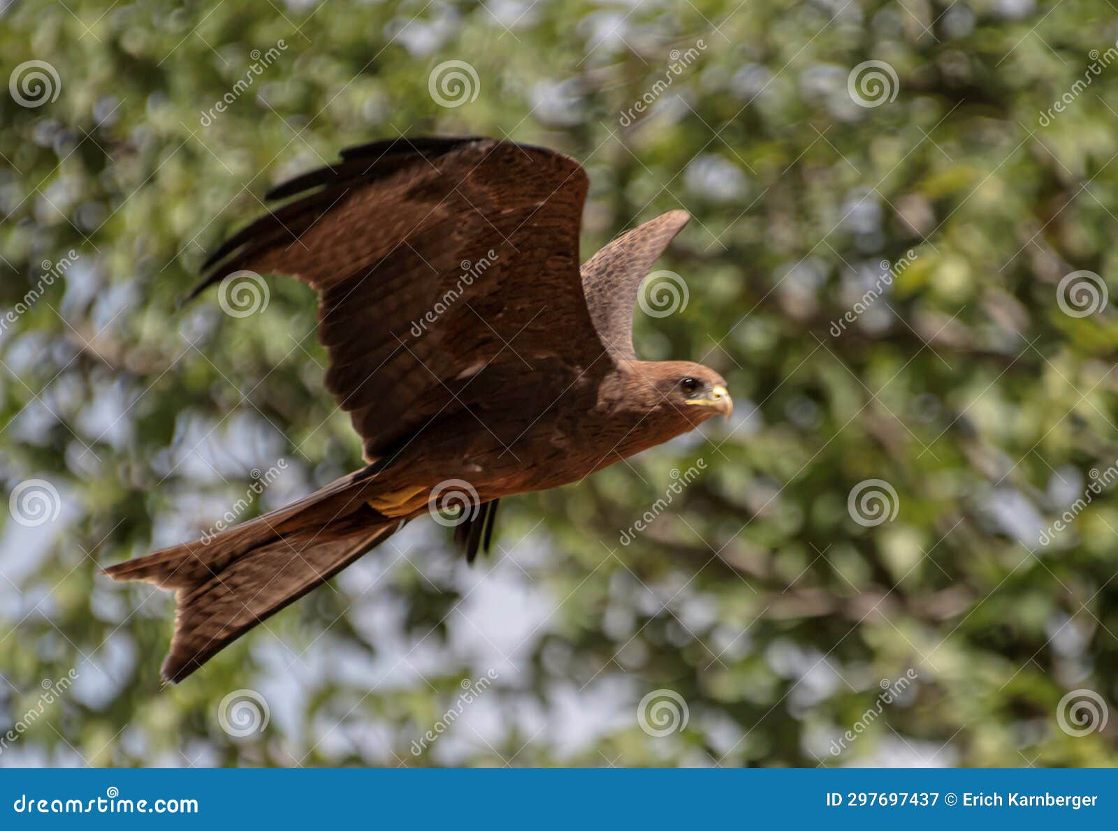 Flying hawk close up stock image. Image of raptor, bird - 297697437
