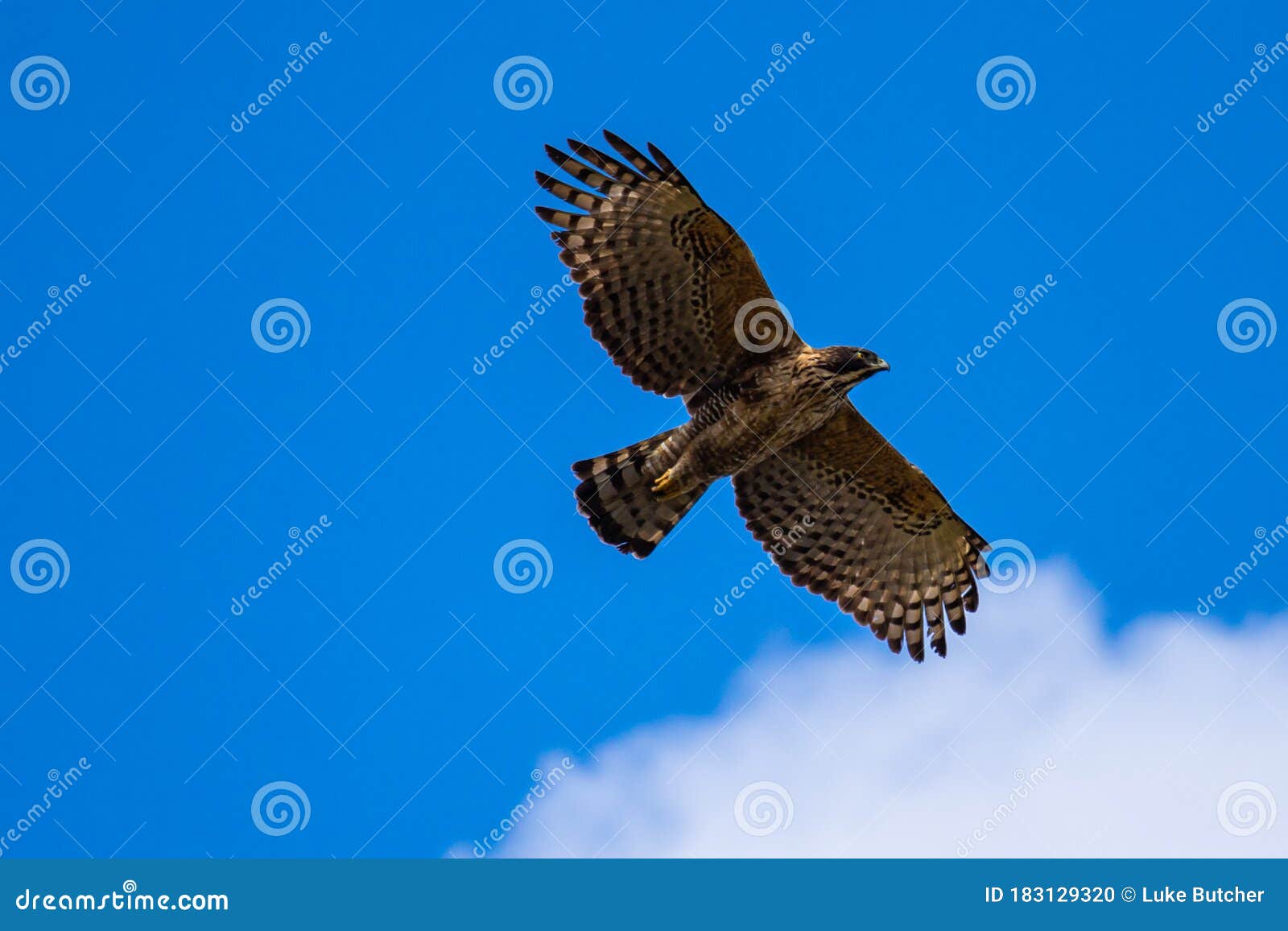 Flying Hawk in Clouded Skies Stock Photo - Image of black, feathers ...