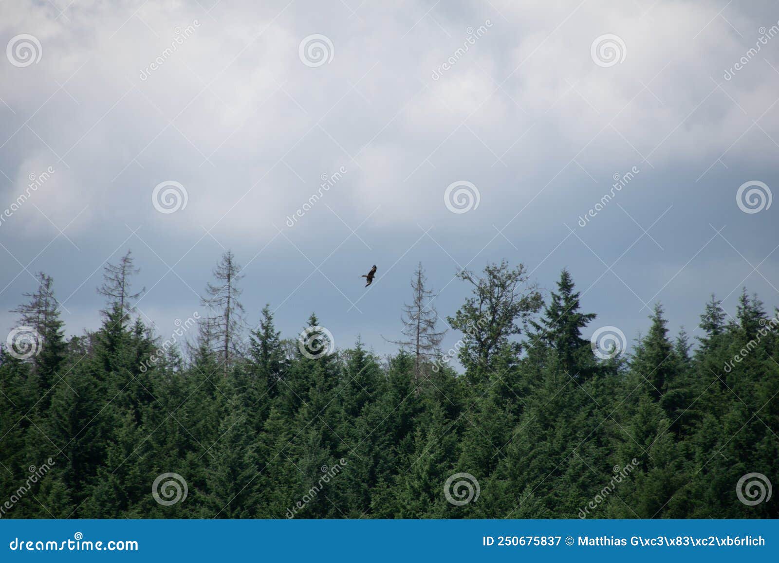 Flying Hawk in the German Area Called Rothaargebirge Stock Image ...