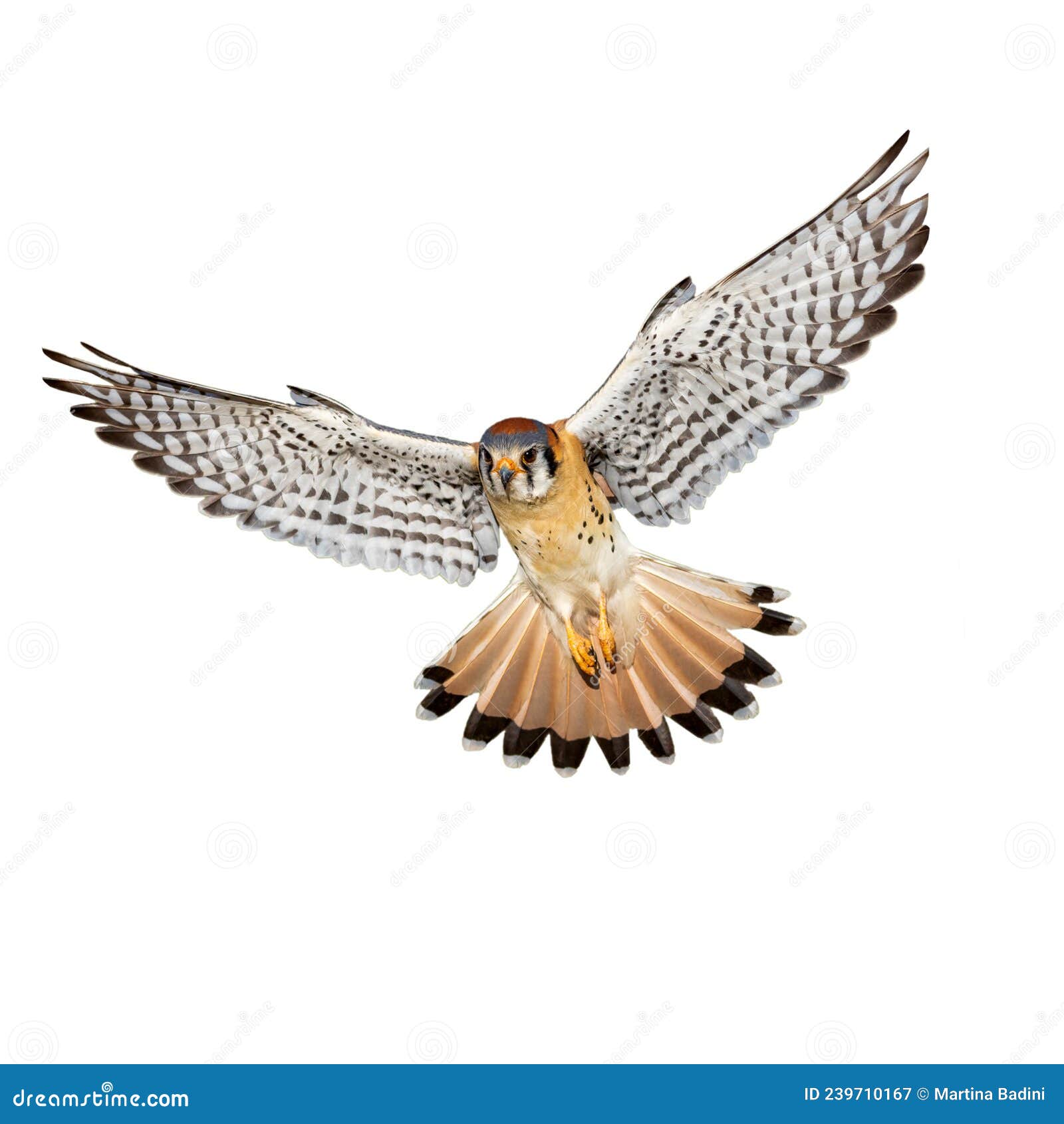 Flying Hawk Isolated on White Background Stock Image - Image of ...