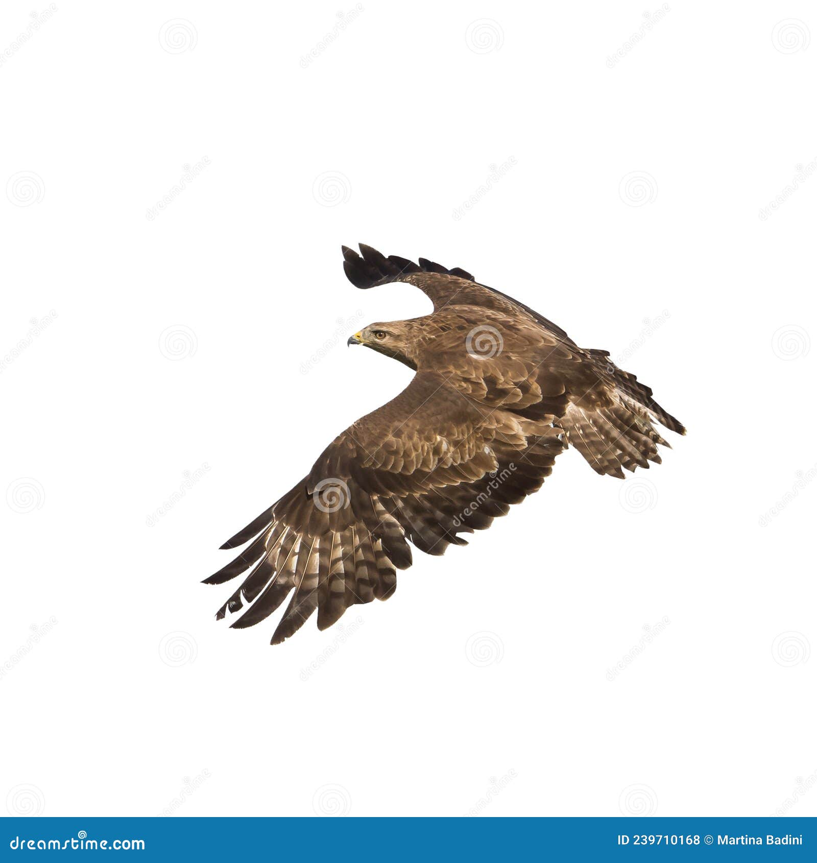 Flying Hawk Isolated on White Background Stock Photo - Image of bird ...