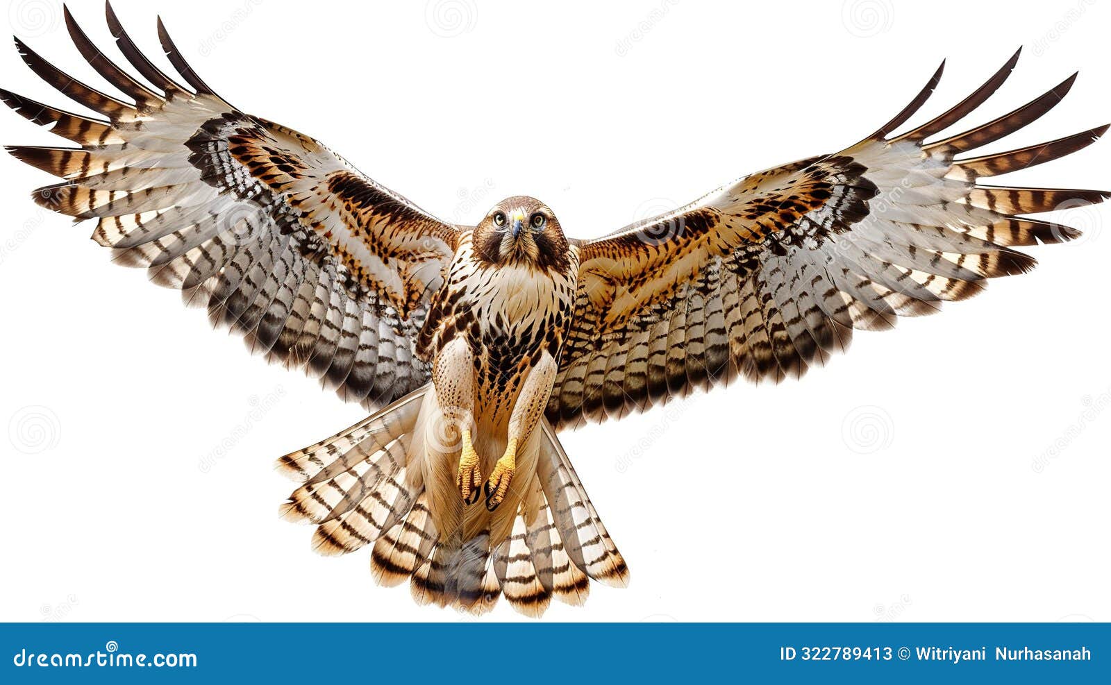 The Flying Hawk Is Isolated On A White Background. Generative Ai ...