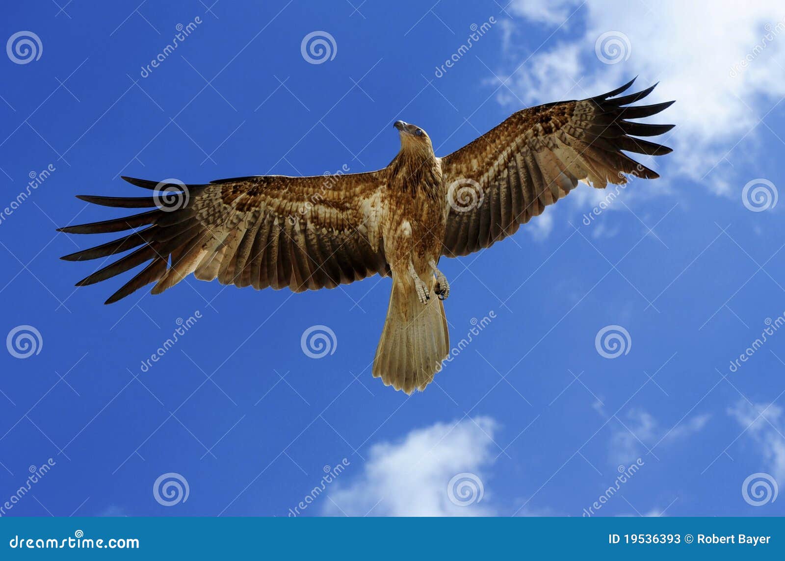 Flying Hawks stock image. Image of spread, river, prey - 19536393