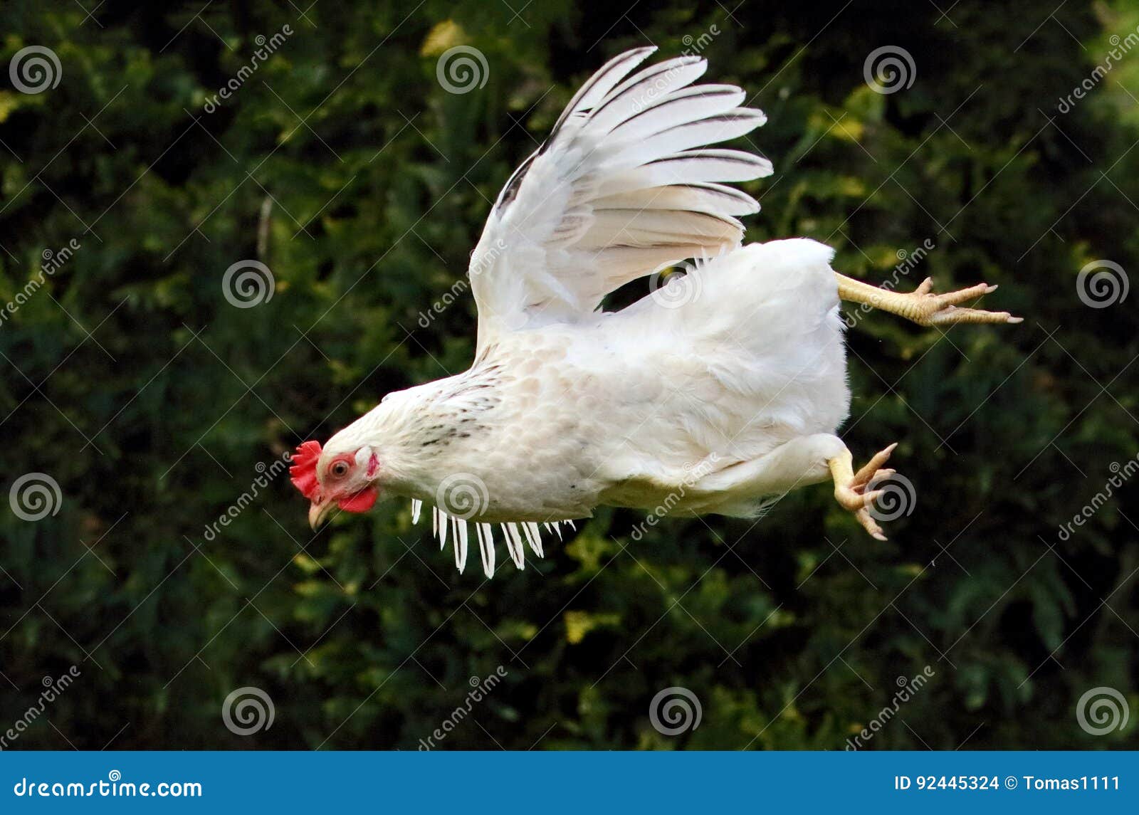 Flying hen - chicken stock photo. Image of green, domestic - 92445324