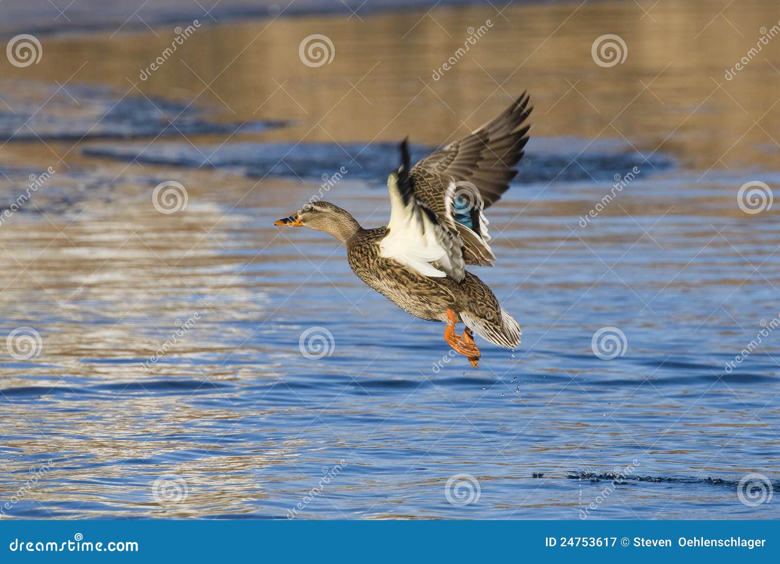 Flying Hen Mallard stock image. Image of birds, mallards - 24753617