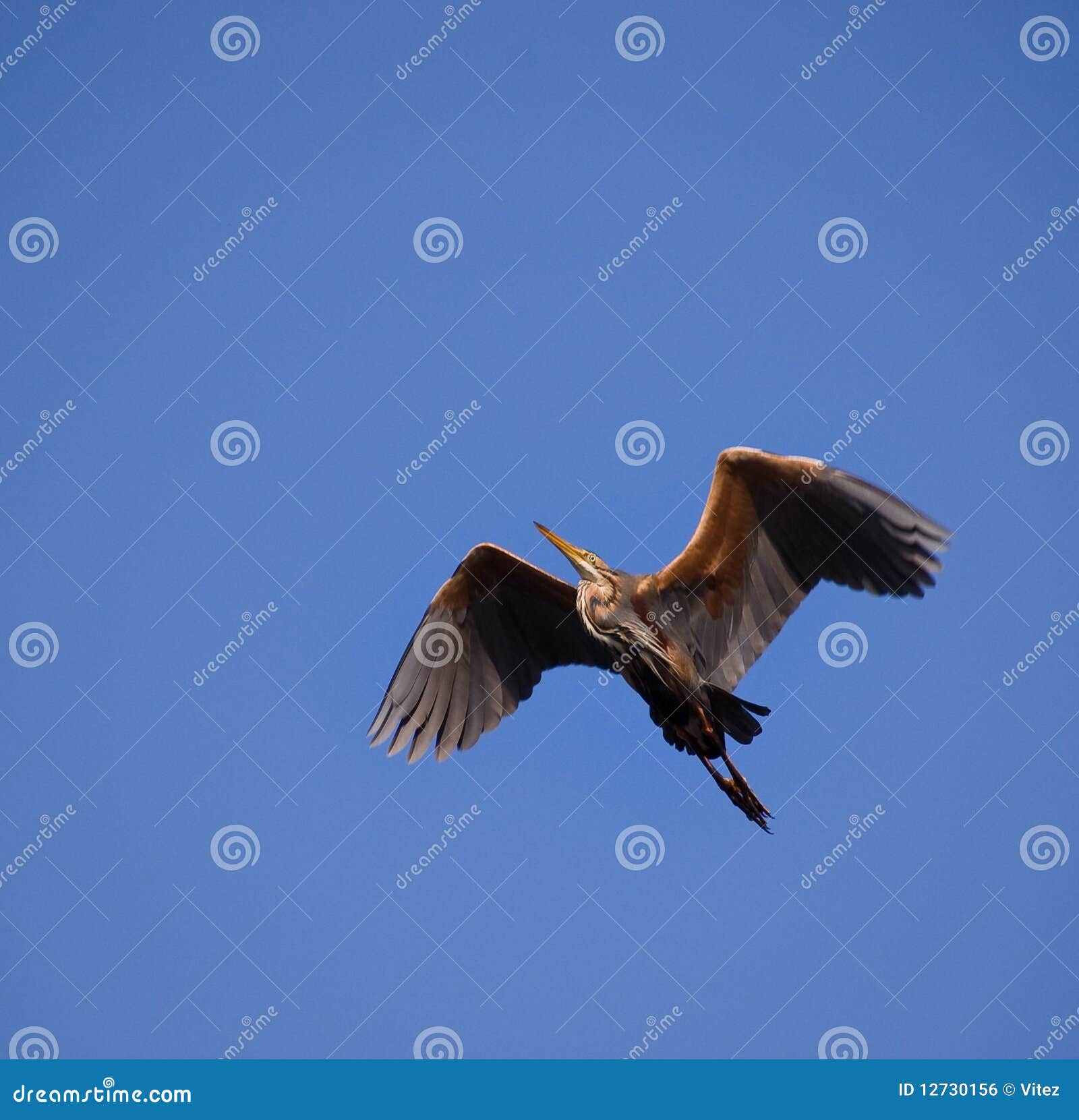 Flying heron stock photo. Image of bird, migratory, nagyszeksos - 12730156