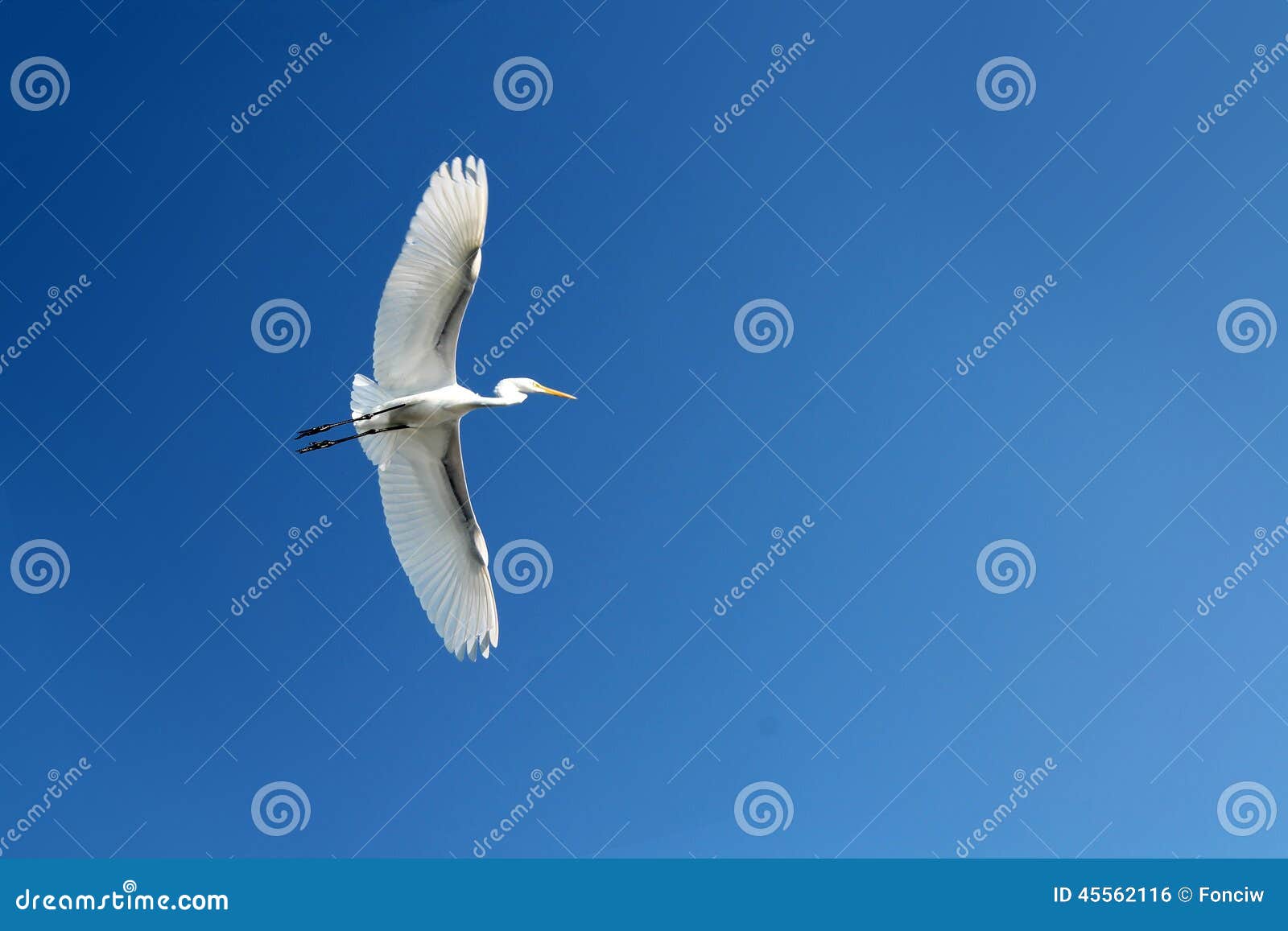 Flying heron bird stock photo. Image of ascent, bird - 45562116