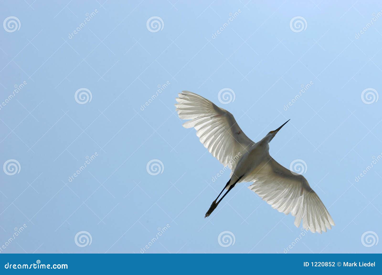 Flying High stock photo. Image of american, soar, wings - 1220852