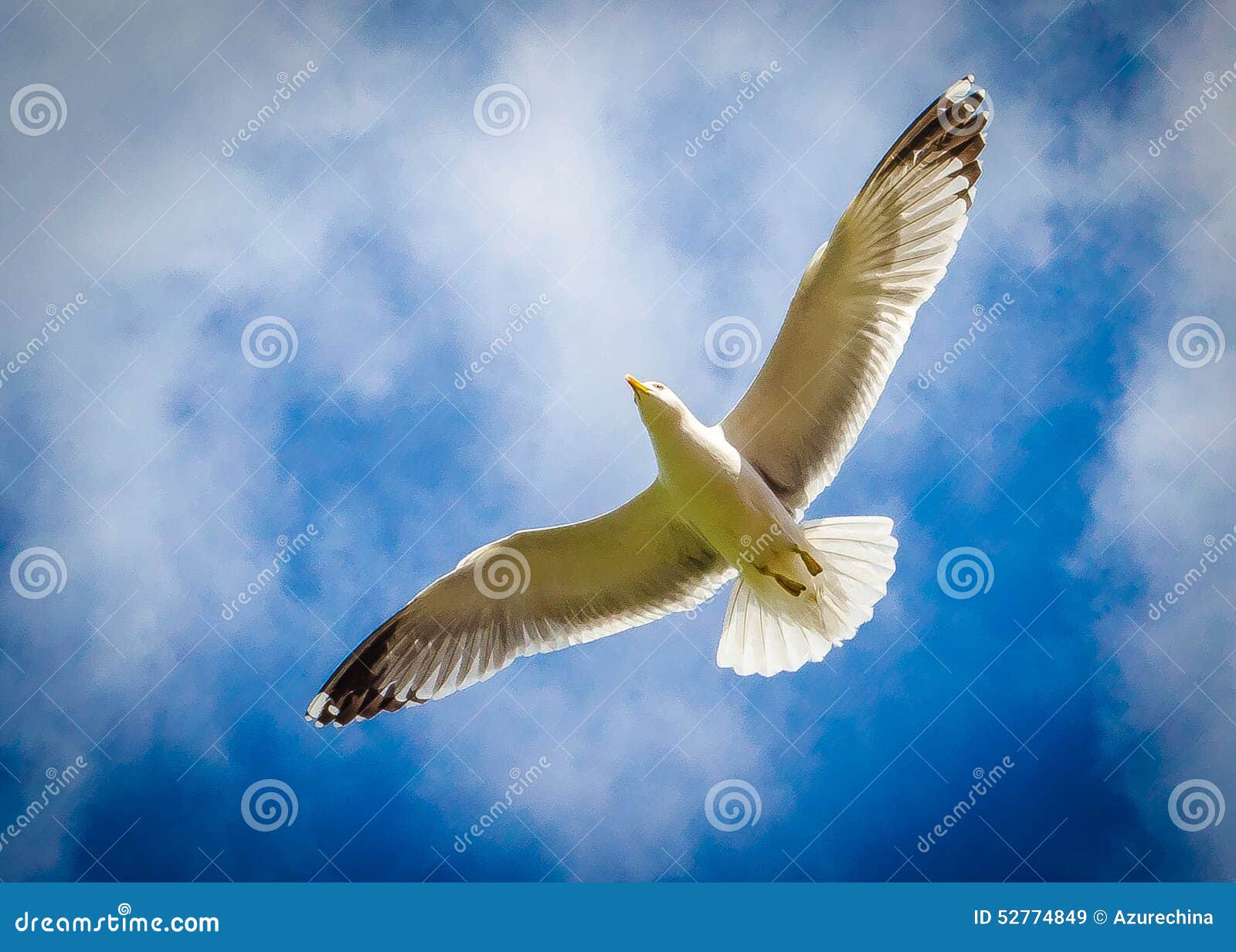 Seagull from below stock image. Image of sharp, flying - 52774849