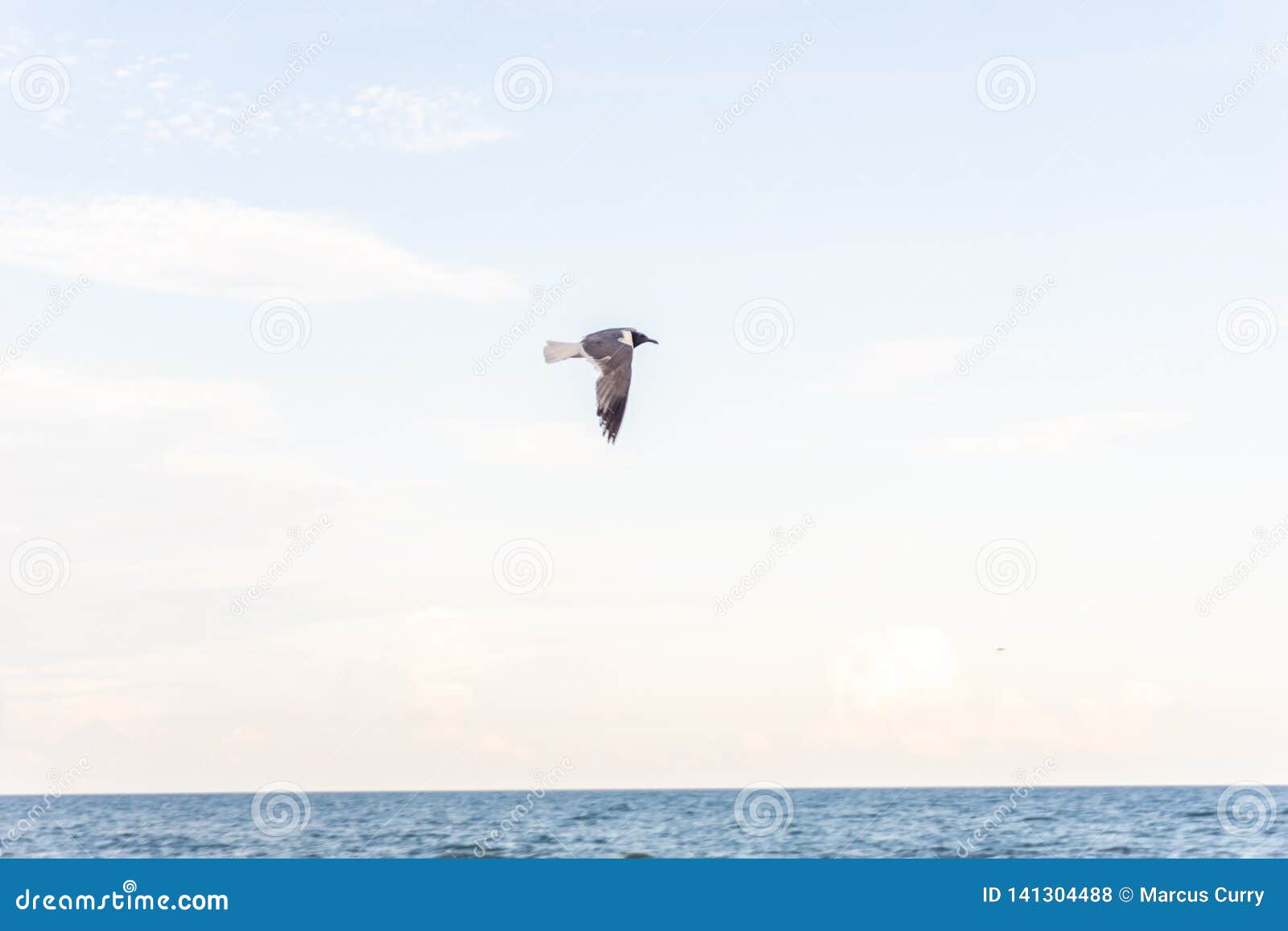Bird flying high in sky stock photo. Image of ocean - 141304488