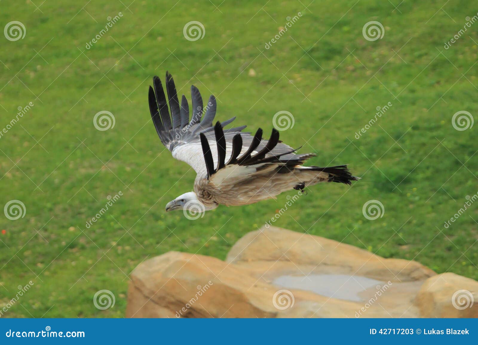 Himalayan Vulture Bird Raptor Portrait Sitting Zoo Stock Photo ...