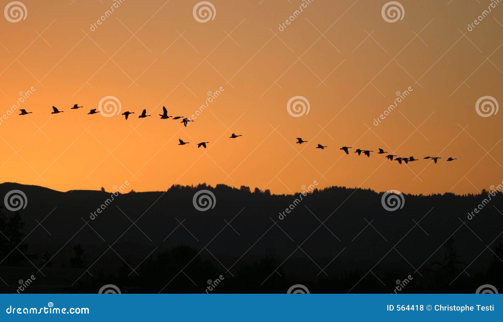 Flying Home stock photo. Image of pattern, seagull, ornithology - 564418