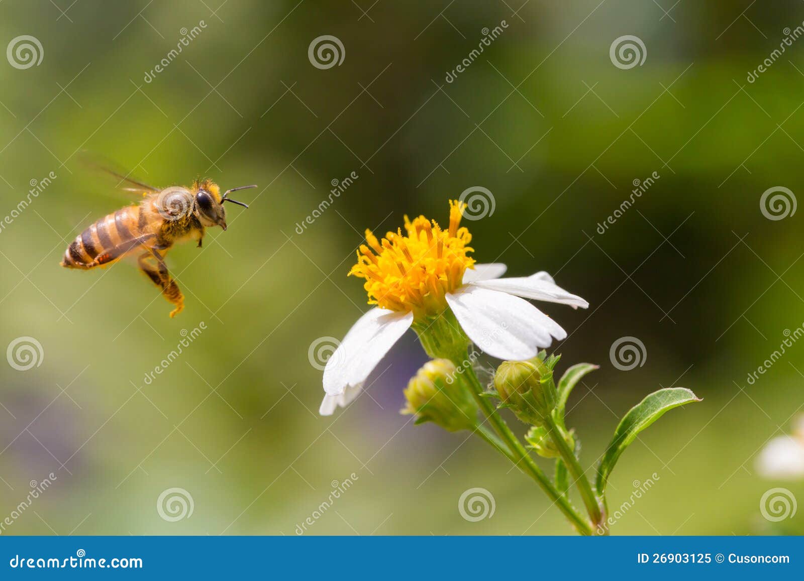 Flying Honey Bee stock image. Image of freshness, nature - 26903125