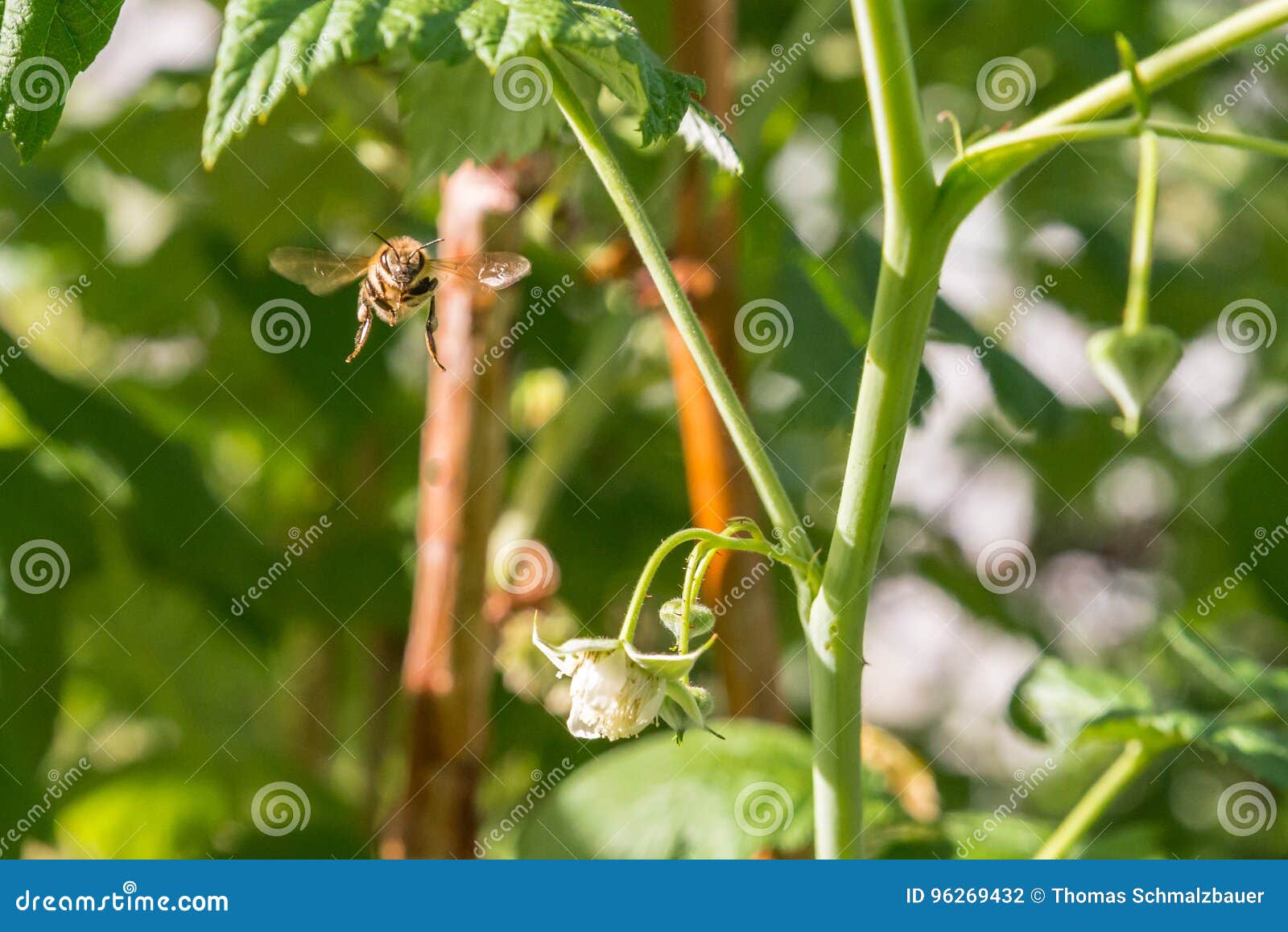 Flying Honey Bee on Blooming Raspberry Flower Stock Photo - Image of ...