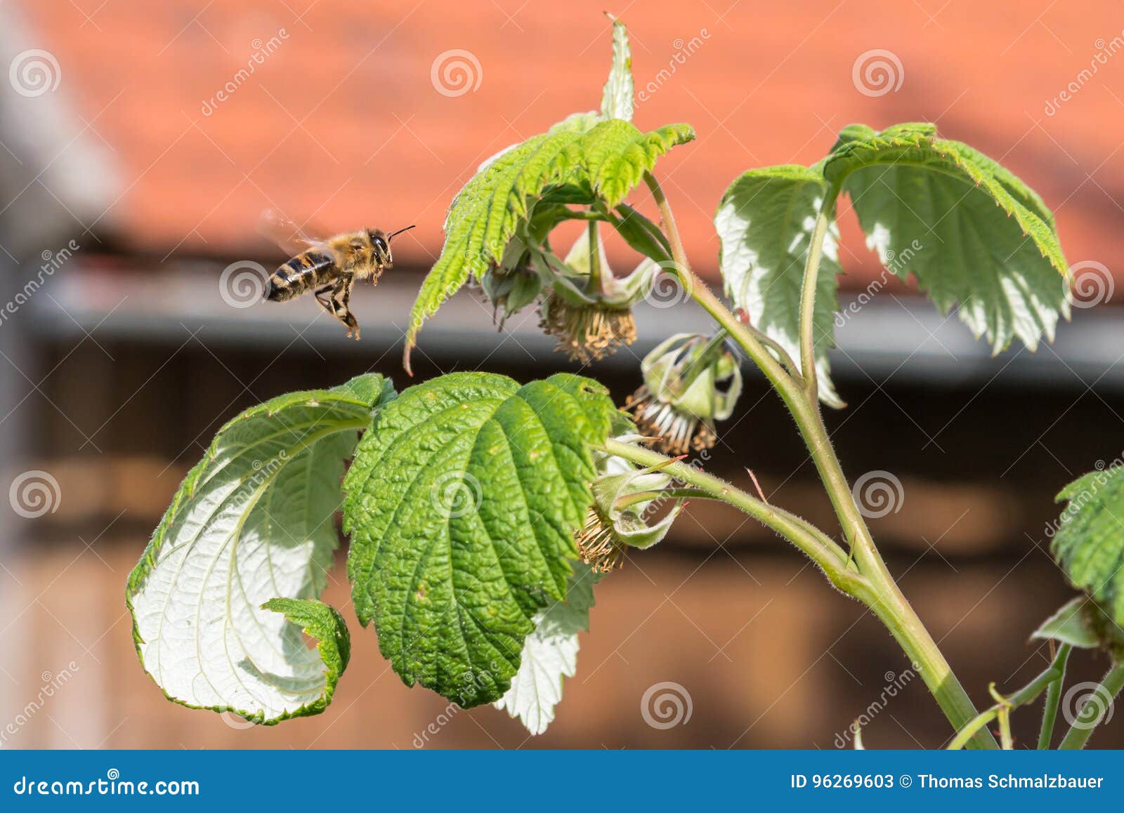 Flying Honey Bee on Blooming Raspberry Flower Stock Image - Image of ...
