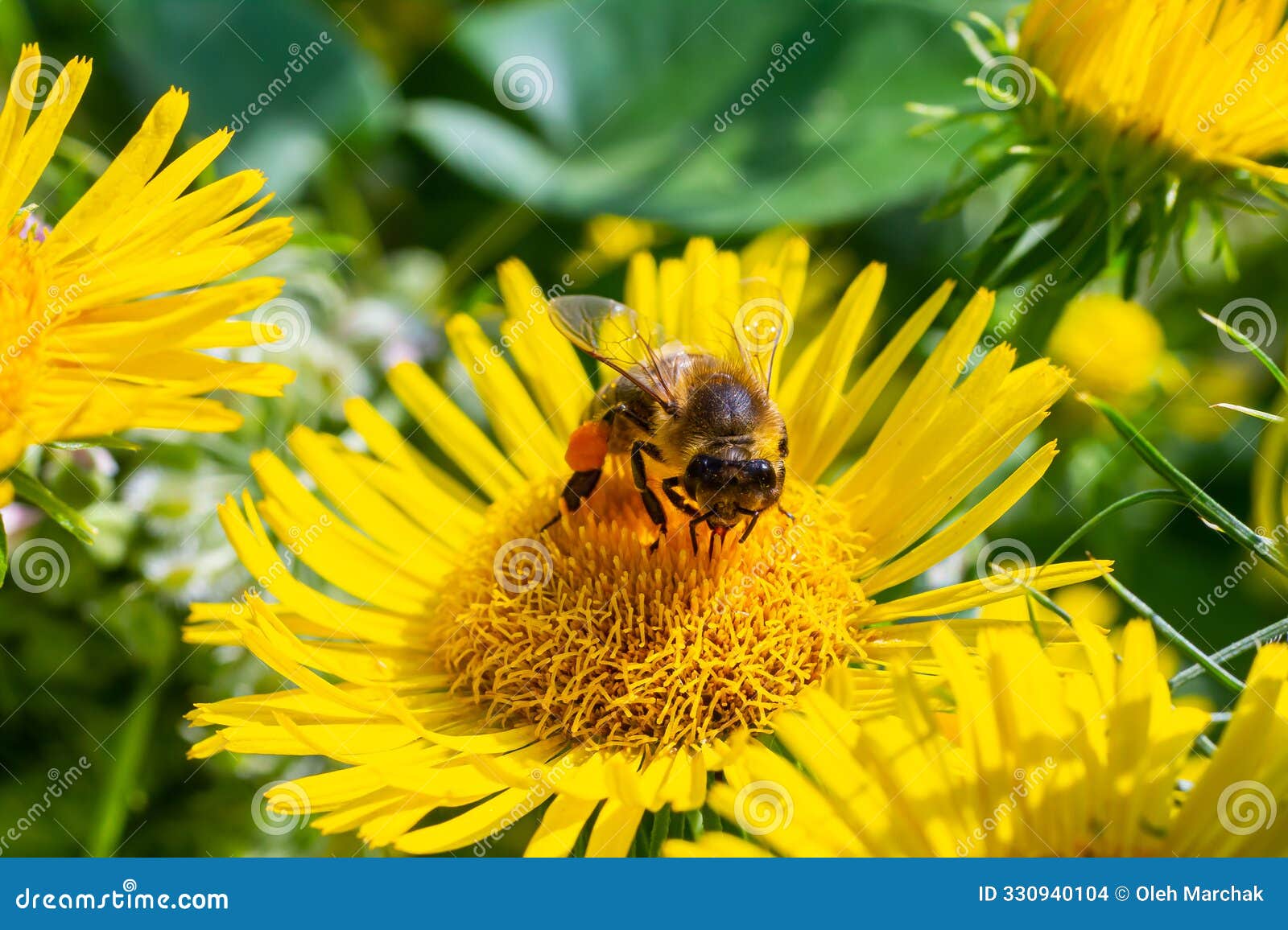 A Flying Honey Bee Collects Pollen on a Flower Stock Photo - Image of ...