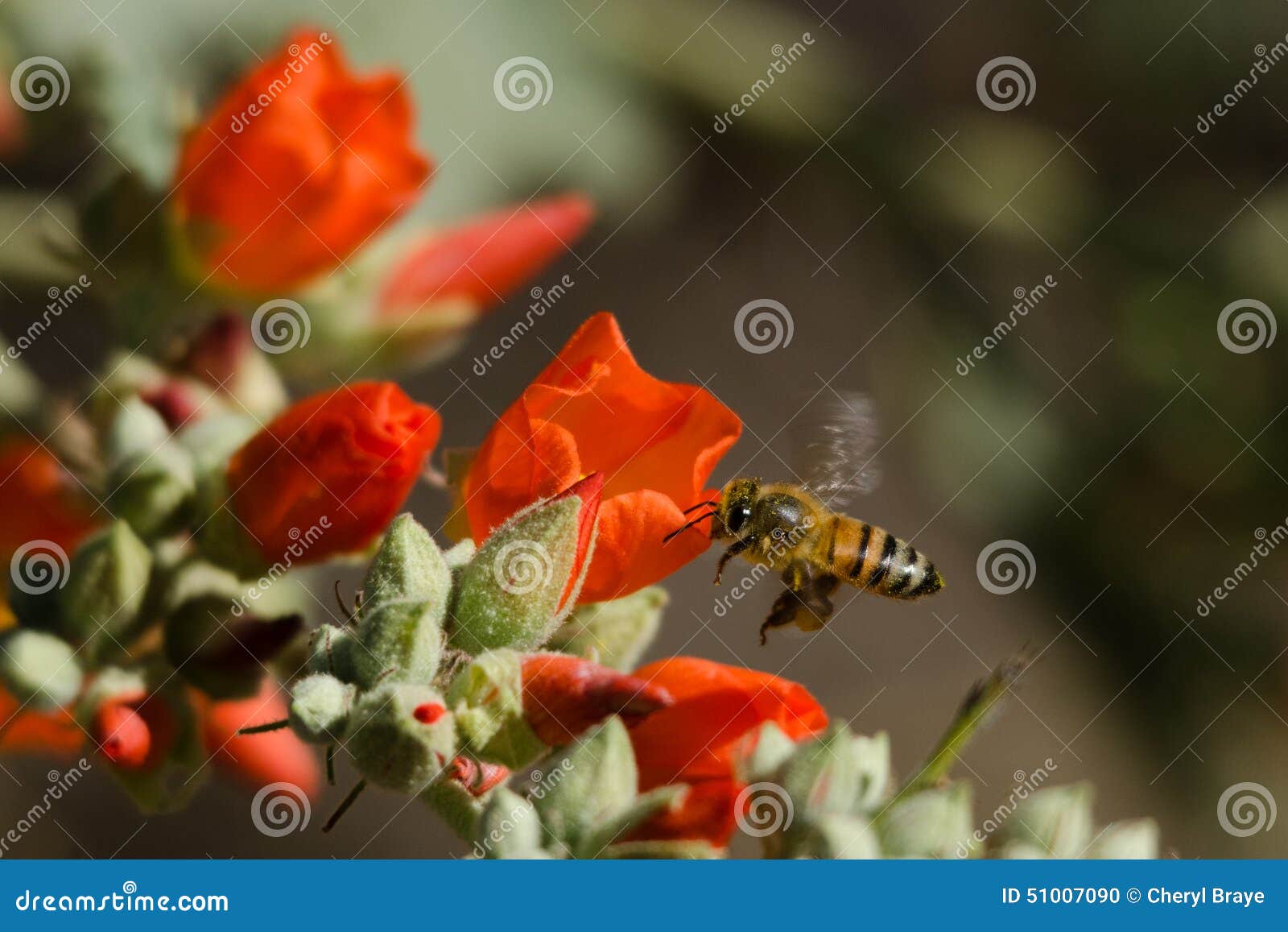 Flying Honey Bee stock photo. Image of honey, wildlife - 51007090