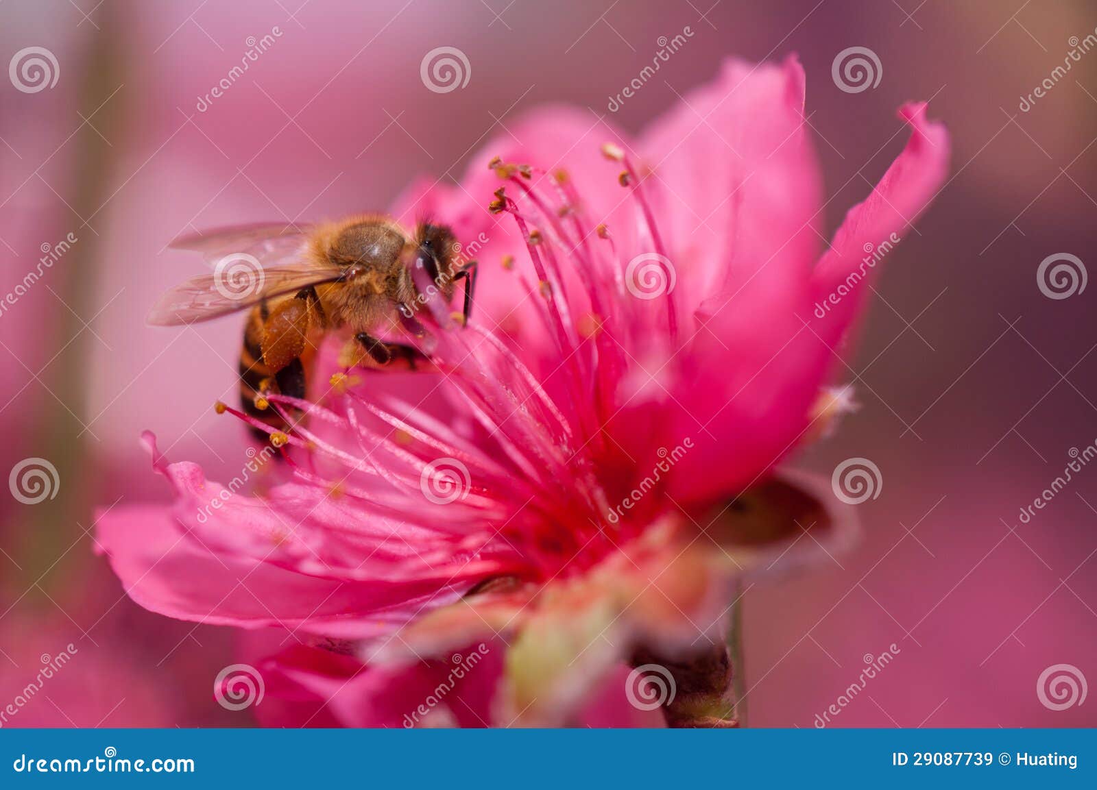 Flying honeybee stock image. Image of eastern, apiculture - 29087739
