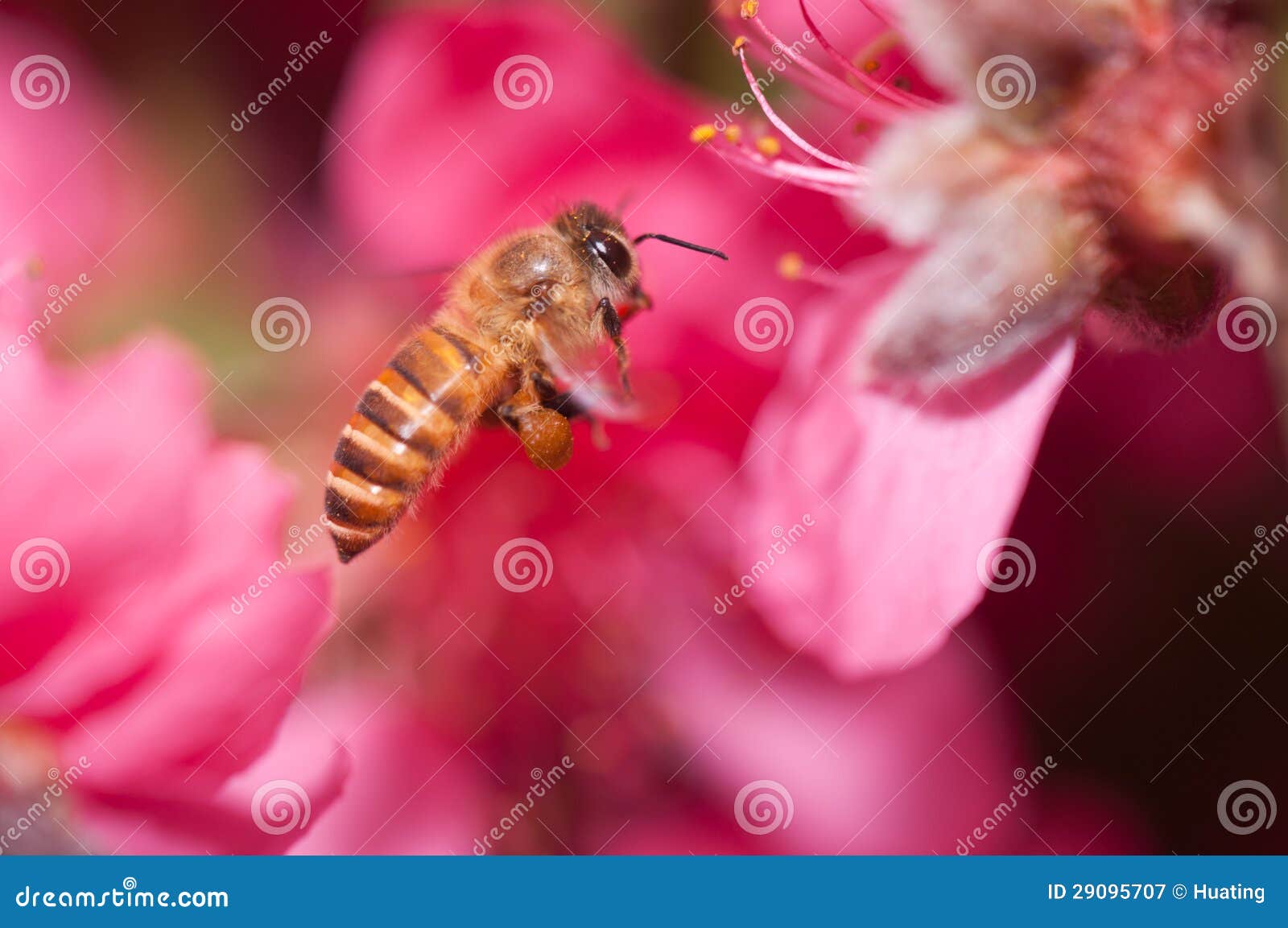 Flying honeybee stock image. Image of apiary, flies, beauty - 29095707