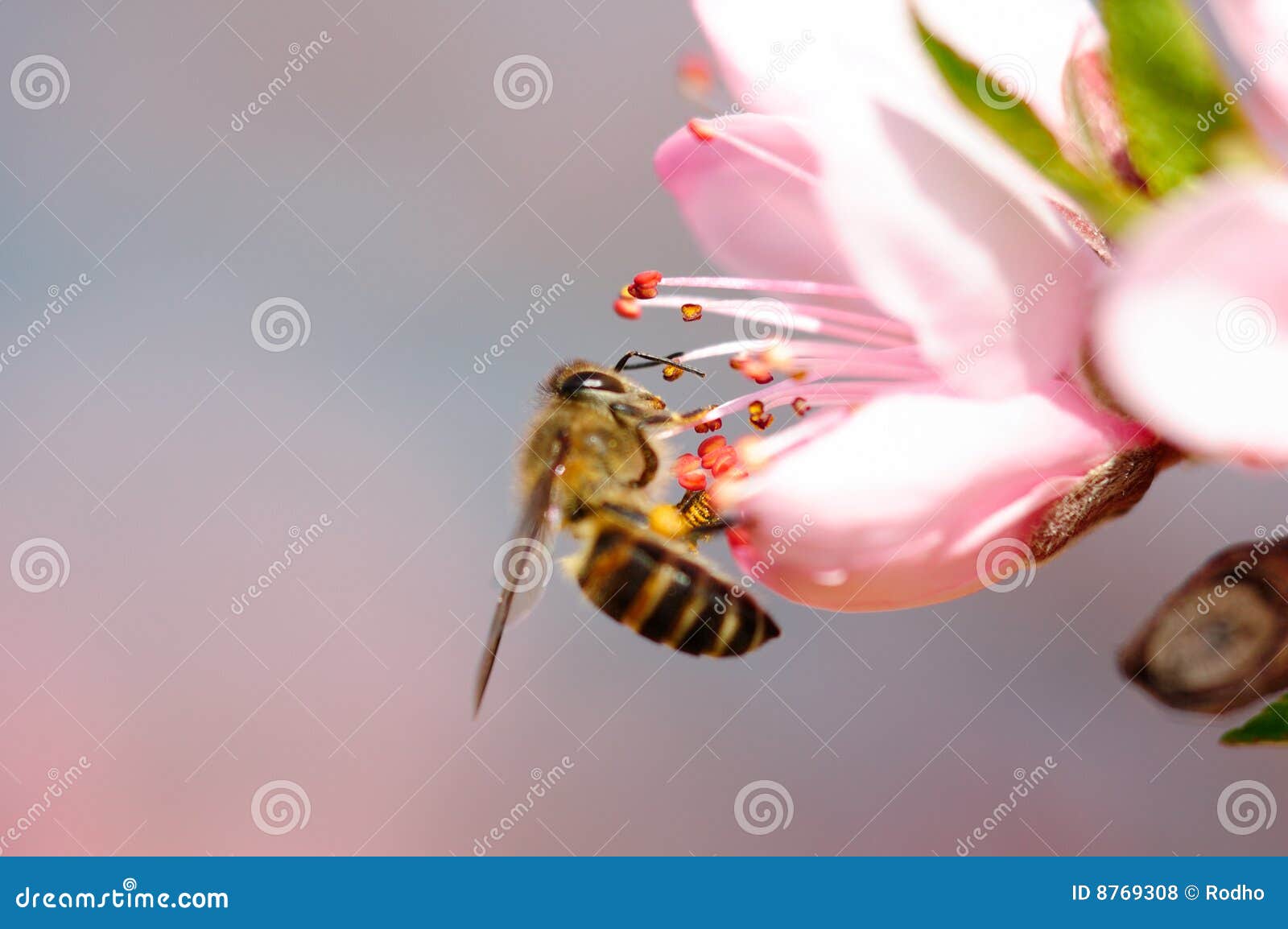 Flying honeybee stock photo. Image of insect, flora, gardening - 8769308