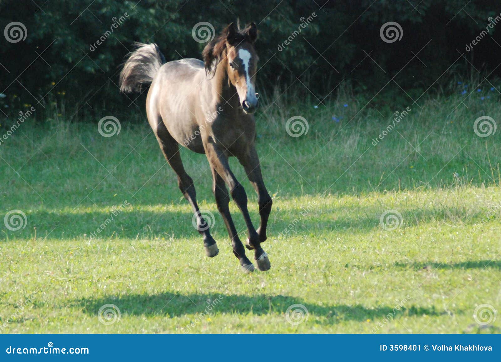 Flying Horse stock image. Image of expression, colour - 3598401