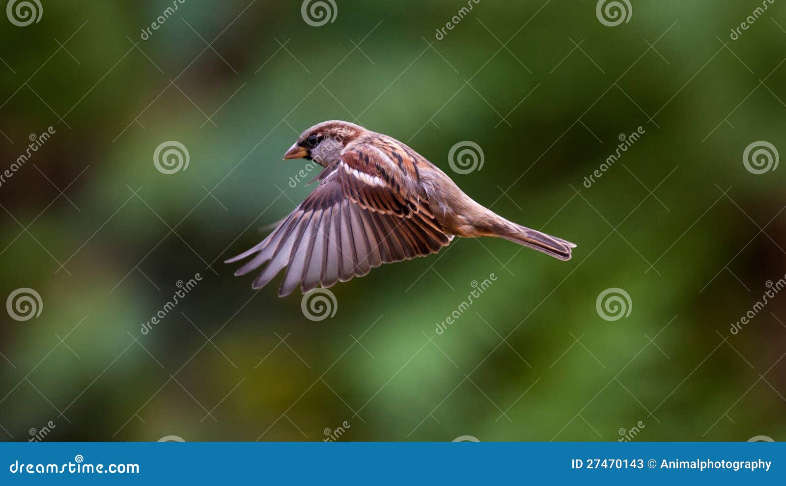 Flying House Sparrow stock image. Image of freedom, plumage - 27470143