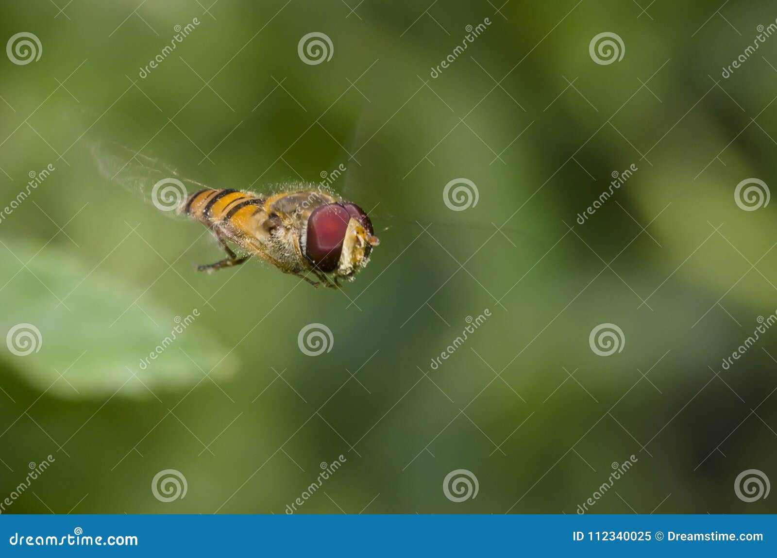 Flying Hoverfly with Blurred Wings Stock Image - Image of striped ...