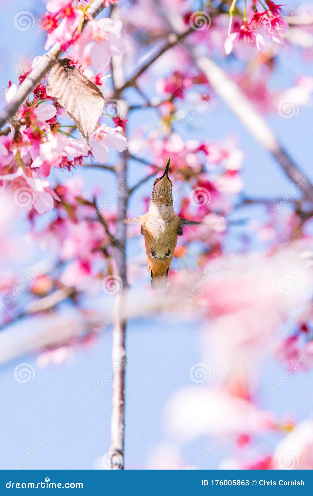 Tui Feasts On Nectar In A Native Tree Royalty-Free Stock Photo ...