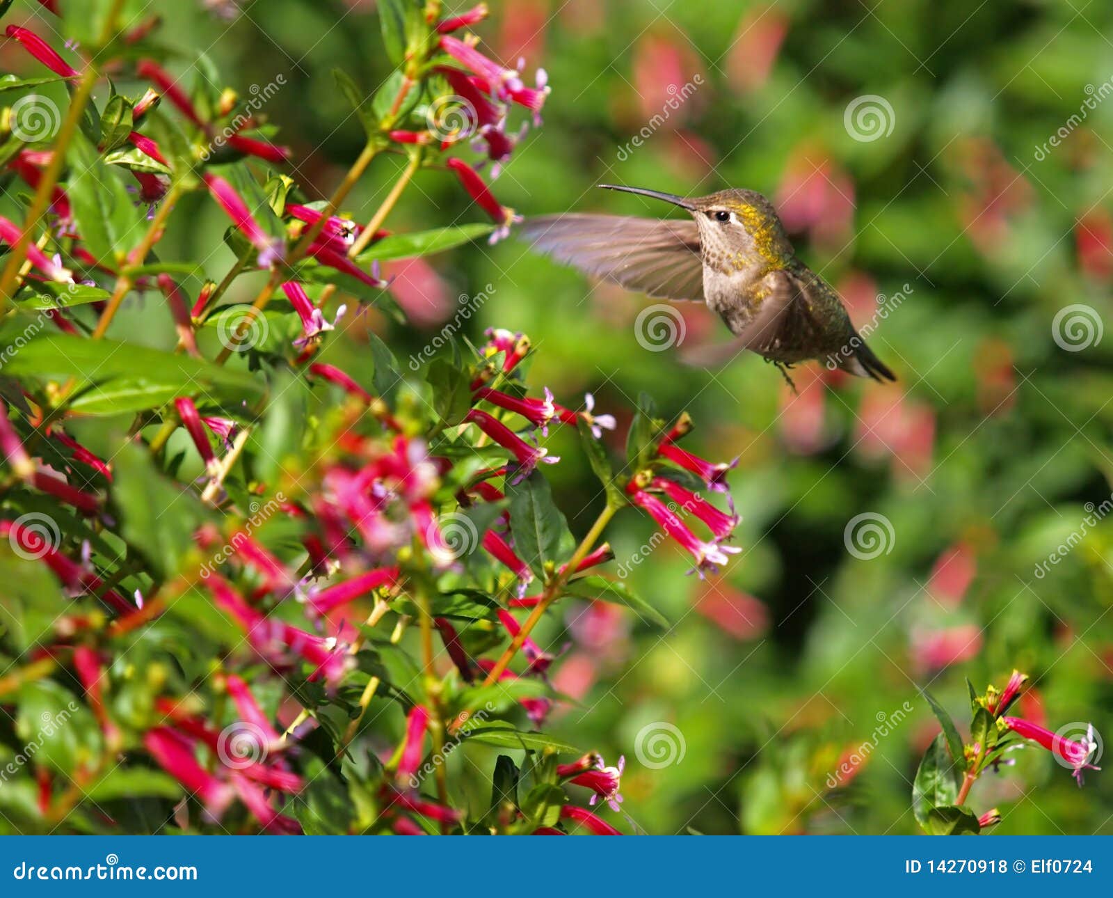 Flying Hummingbird stock photo. Image of outdoor, ornithology - 14270918