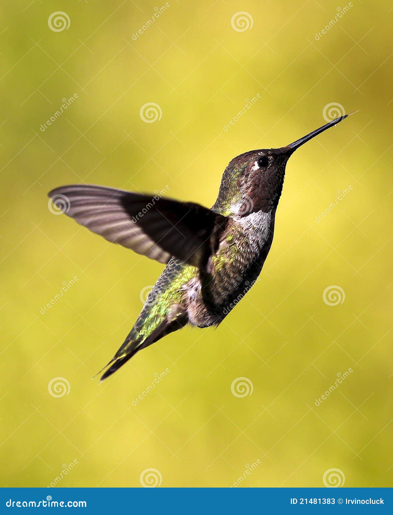 Flying Hummingbird. Action Scene From Nature, Hummingbird In Fly ...