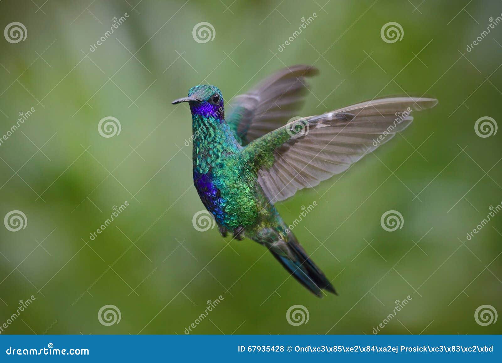 Flying Hummingbird Sparkling Violetear With Green Forest Background ...