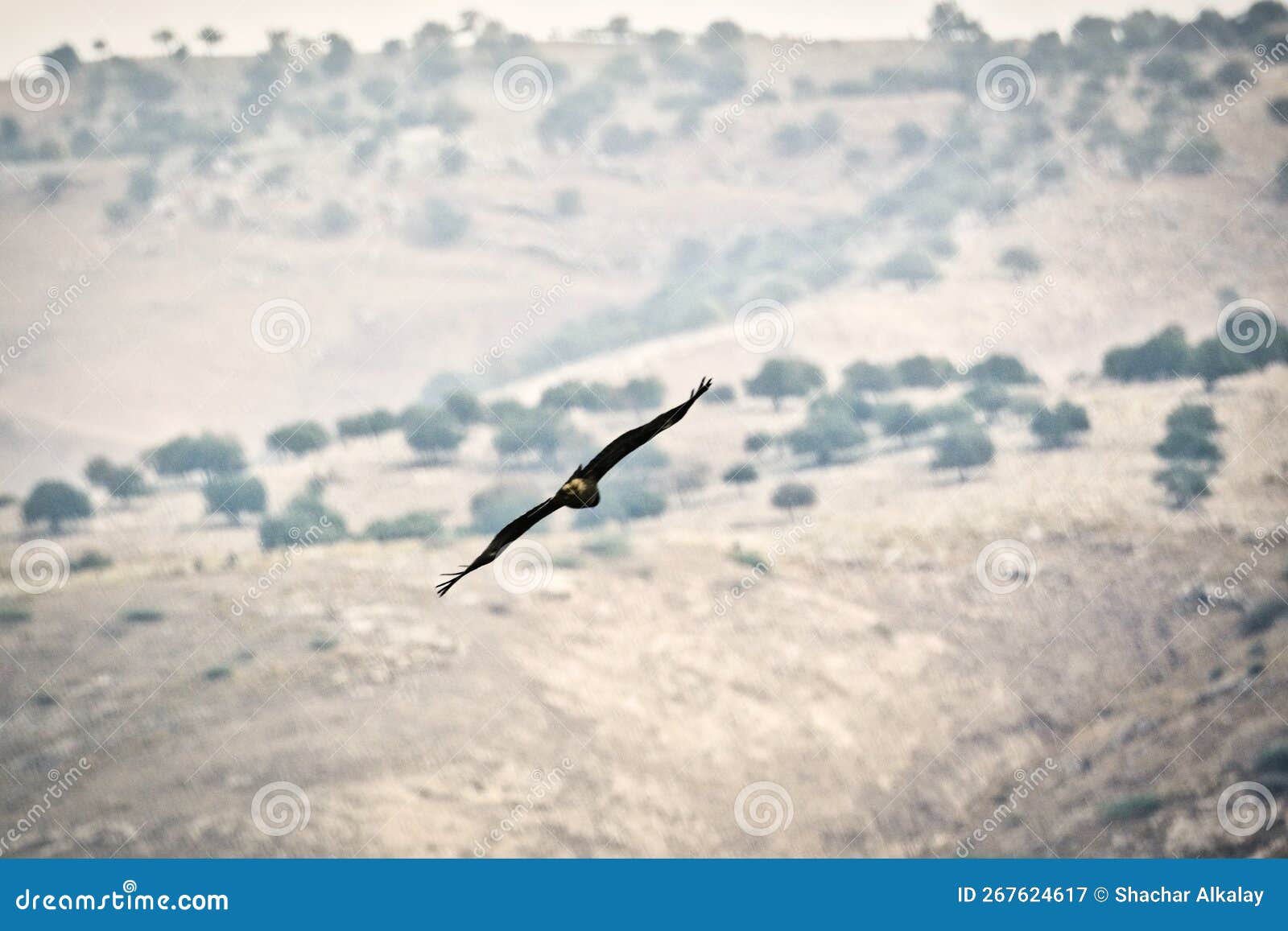 The flying hunter stock image. Image of coast, hunter - 267624617