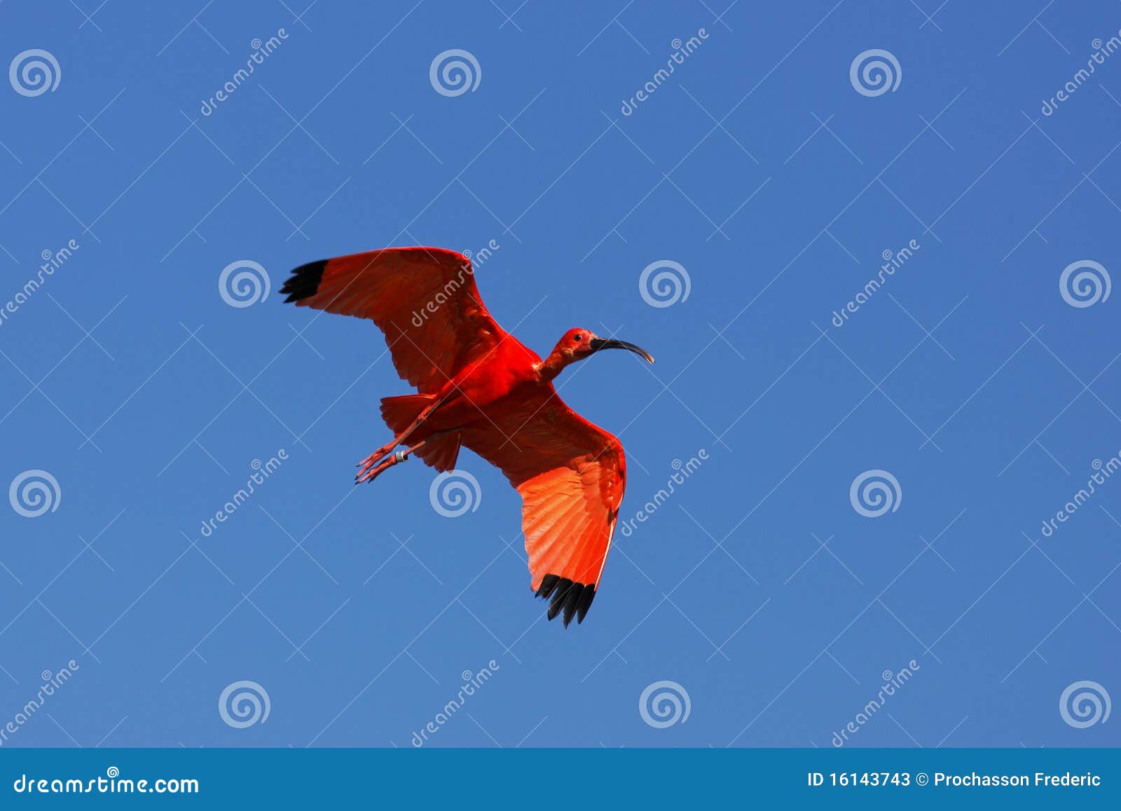 Flying ibis stock image. Image of wilderness, water, plumage - 16143743